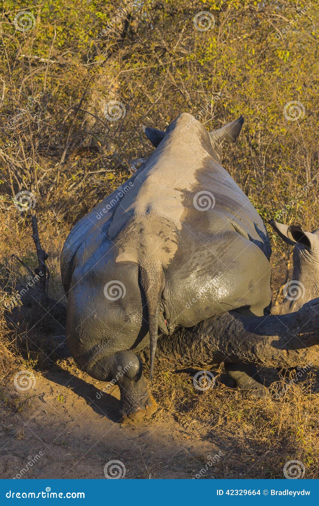 White Rhino Scratching after Mud Bath Stock Photo - Image of african ...