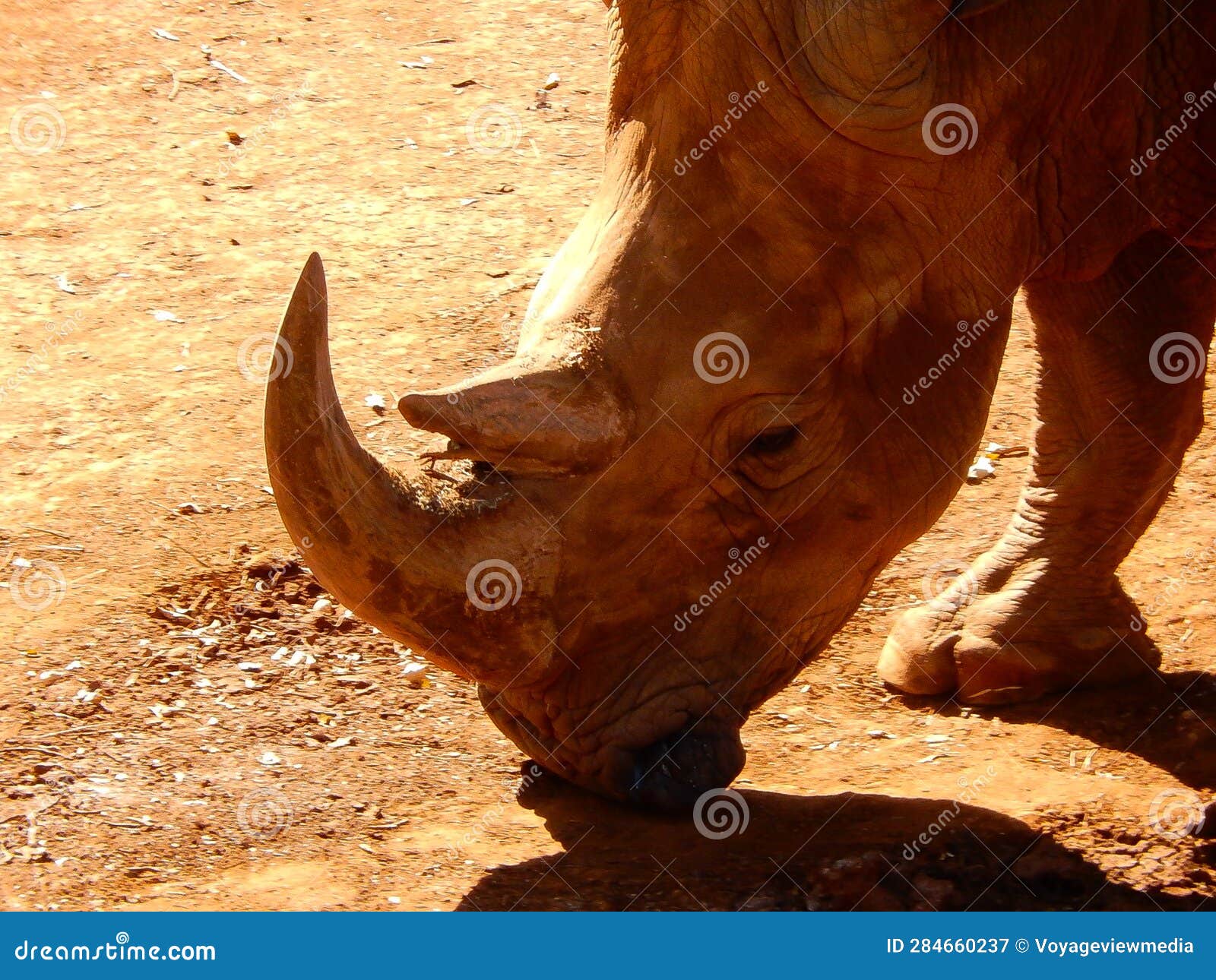 White Rhino Shadow Face Dangerous Stock Image - Image of species ...