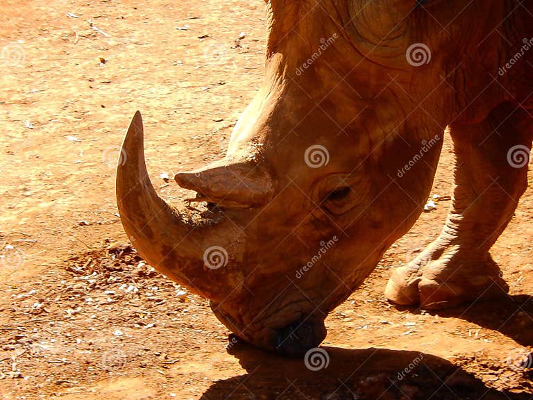 White Rhino Shadow Face Dangerous Stock Image - Image of species ...