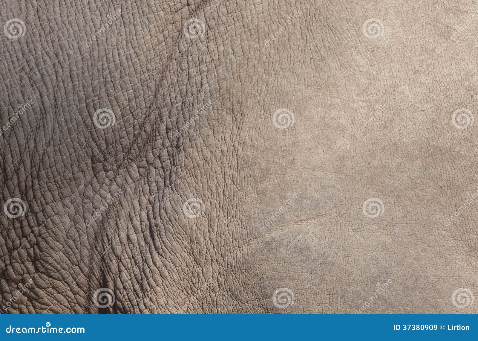 White rhino skin texture stock image. Image of texture - 37380909