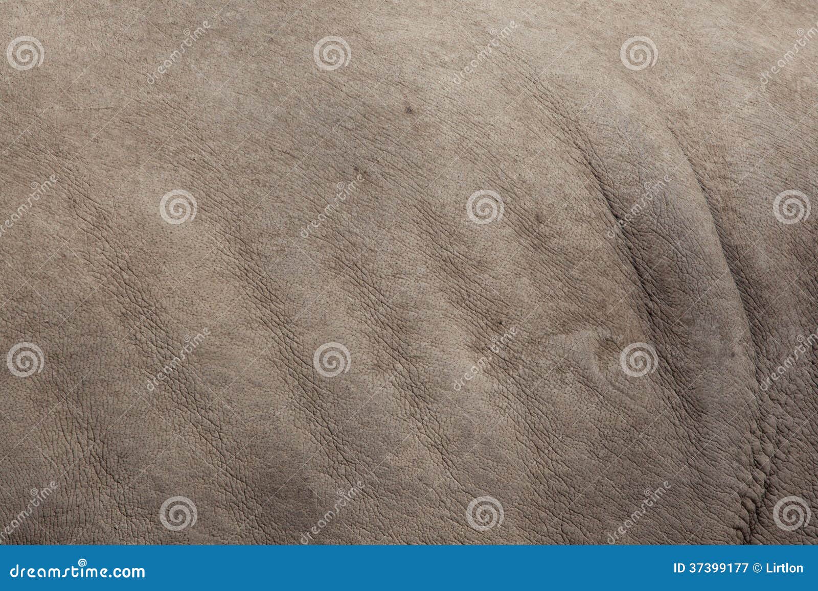 White rhino skin texture stock image. Image of wildlife - 37399177