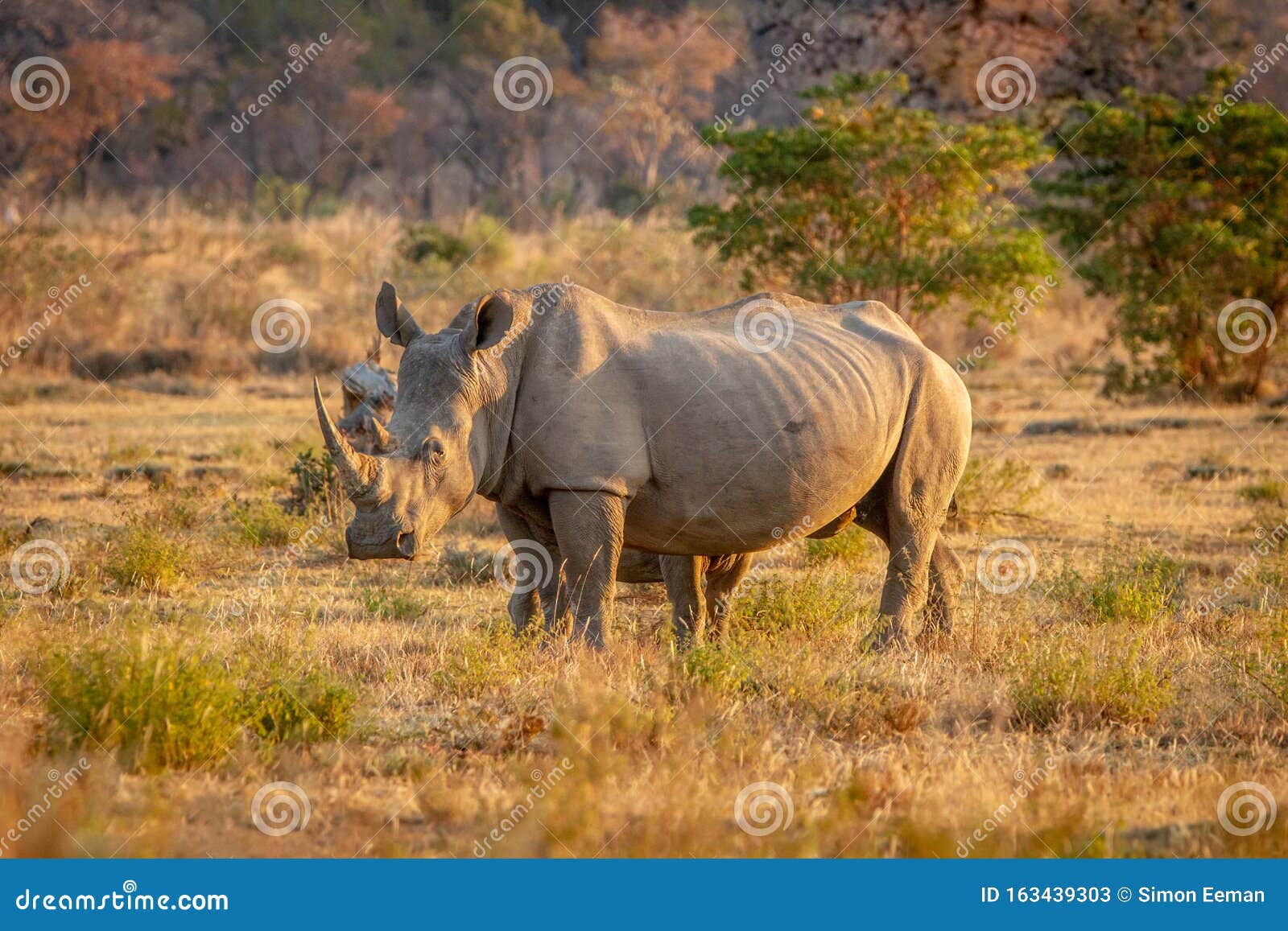 White Rhino Standing in the Grass Stock Image - Image of reserve ...