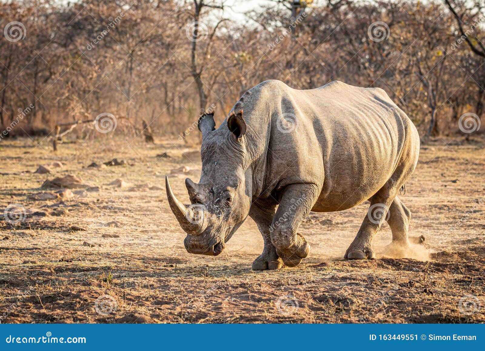 White Rhino Standing in the Grass Stock Image - Image of outdoors ...