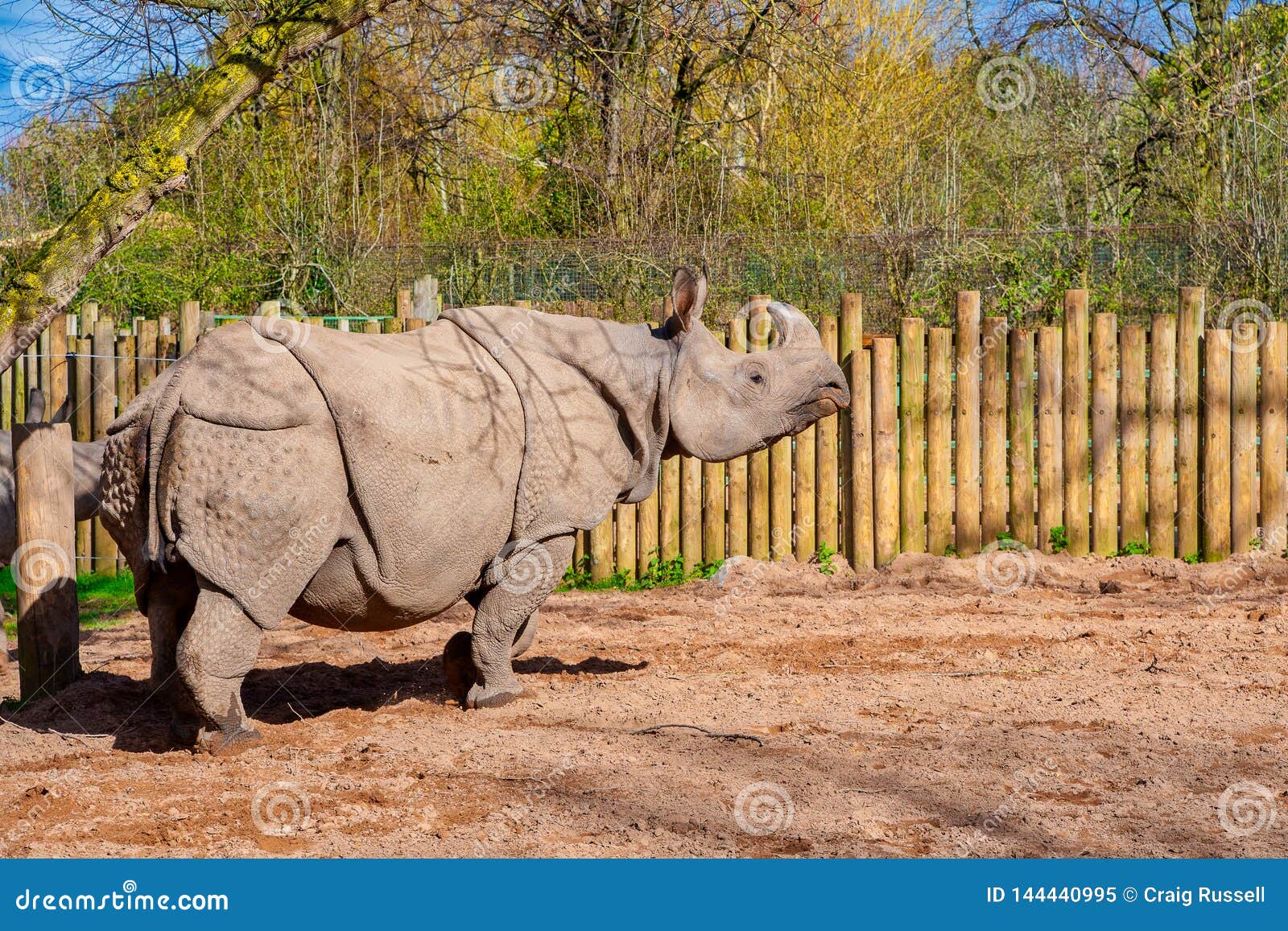 White Rhino Standing in the Sun Stock Image - Image of rhinoceros, horn ...