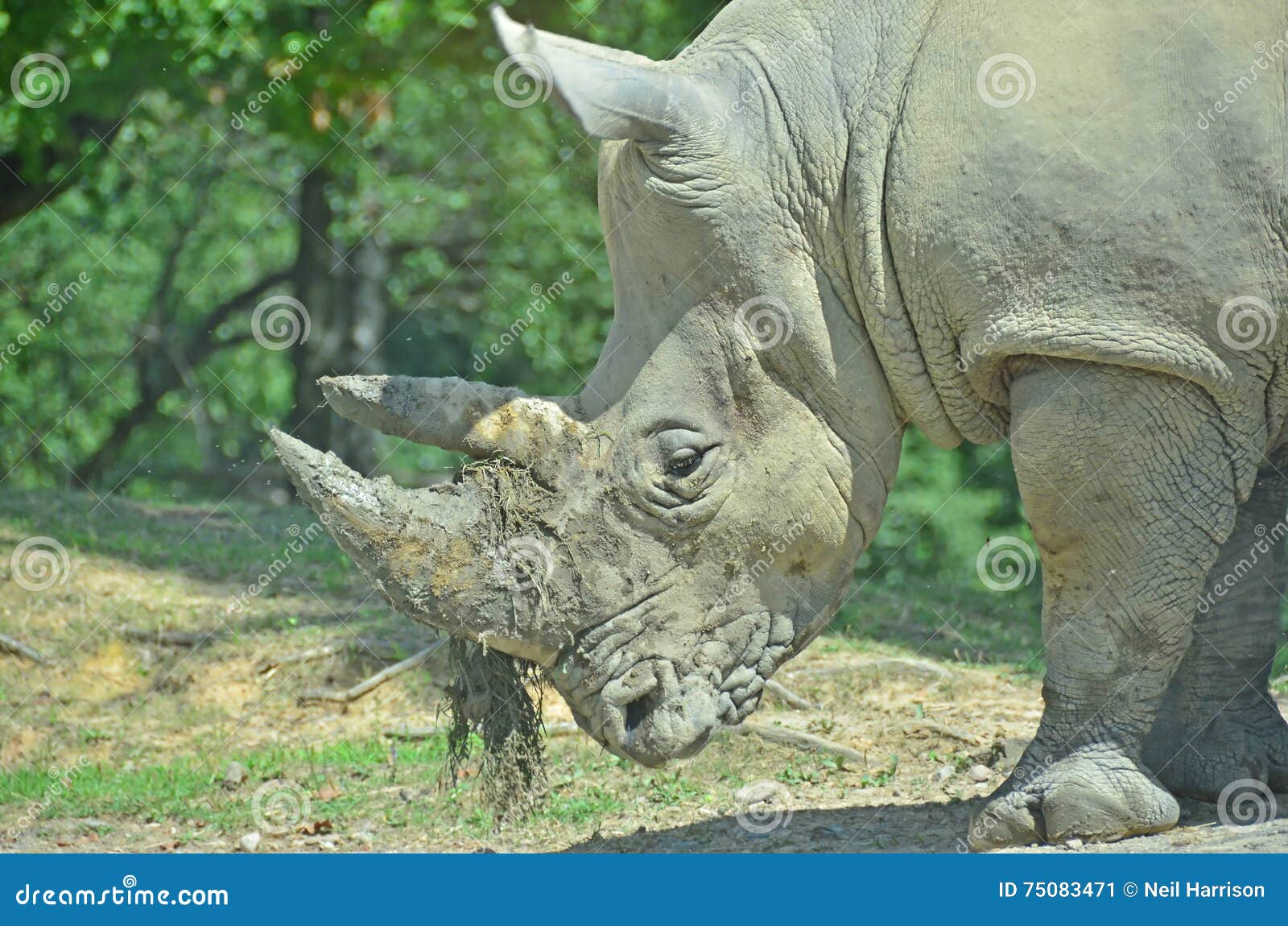 White Rhino stock image. Image of mammal, digging, horns - 75083471