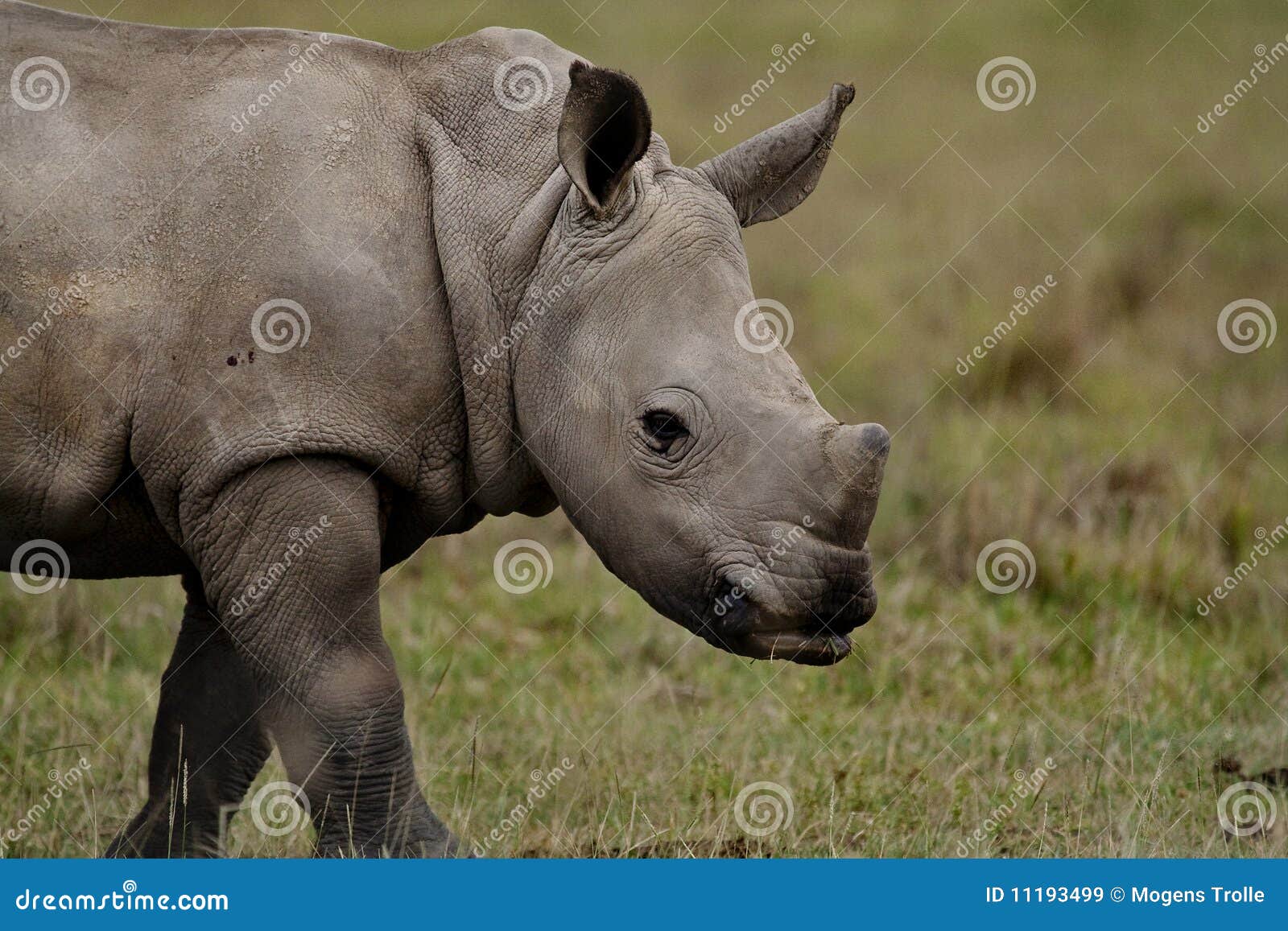 White rhino young, Kenya stock image. Image of nakuru - 11193499
