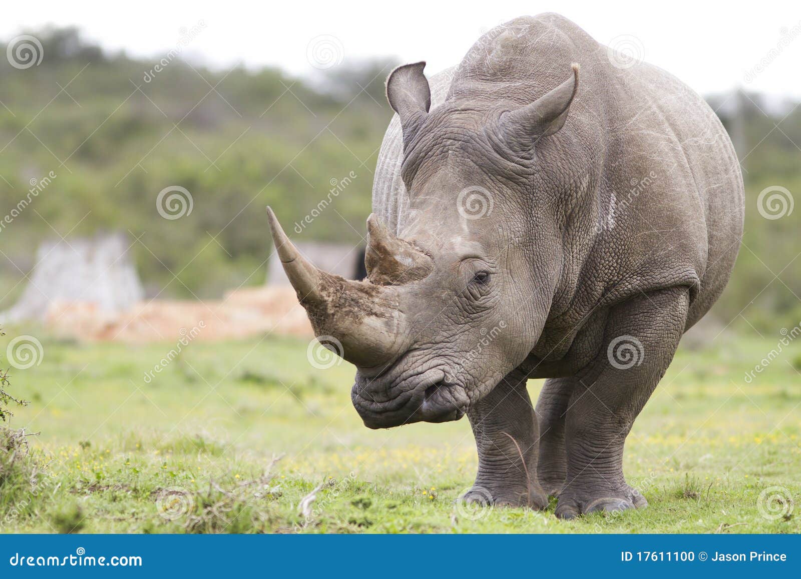 White rhinoceros stock photo. Image of bull, green, flora - 17611100