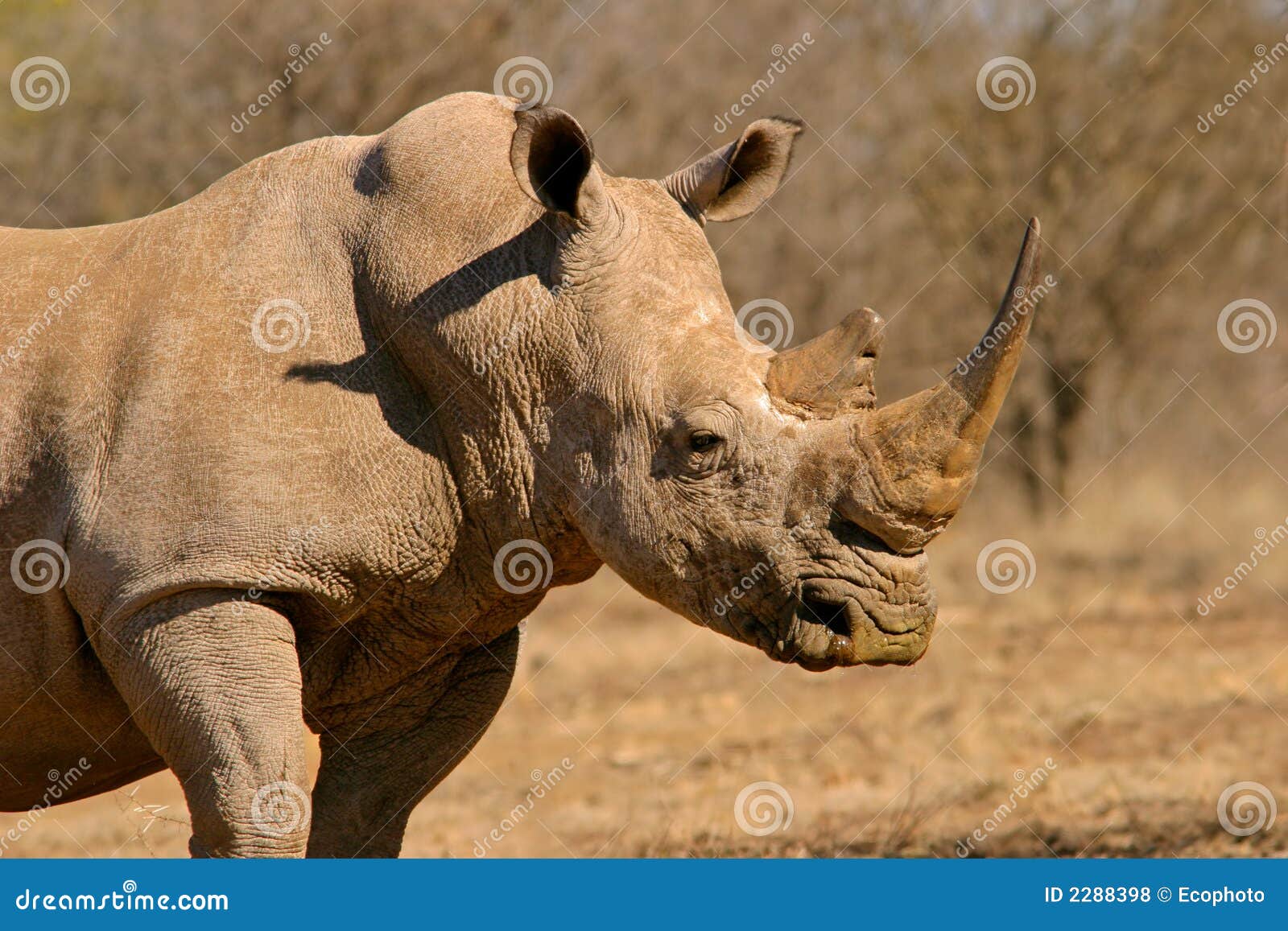 White rhinoceros stock photo. Image of simum, adapted - 2288398
