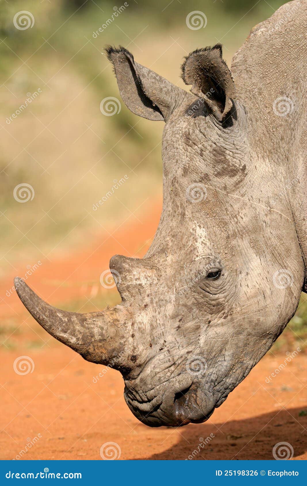 White rhinoceros stock photo. Image of outdoor, animal - 25198326