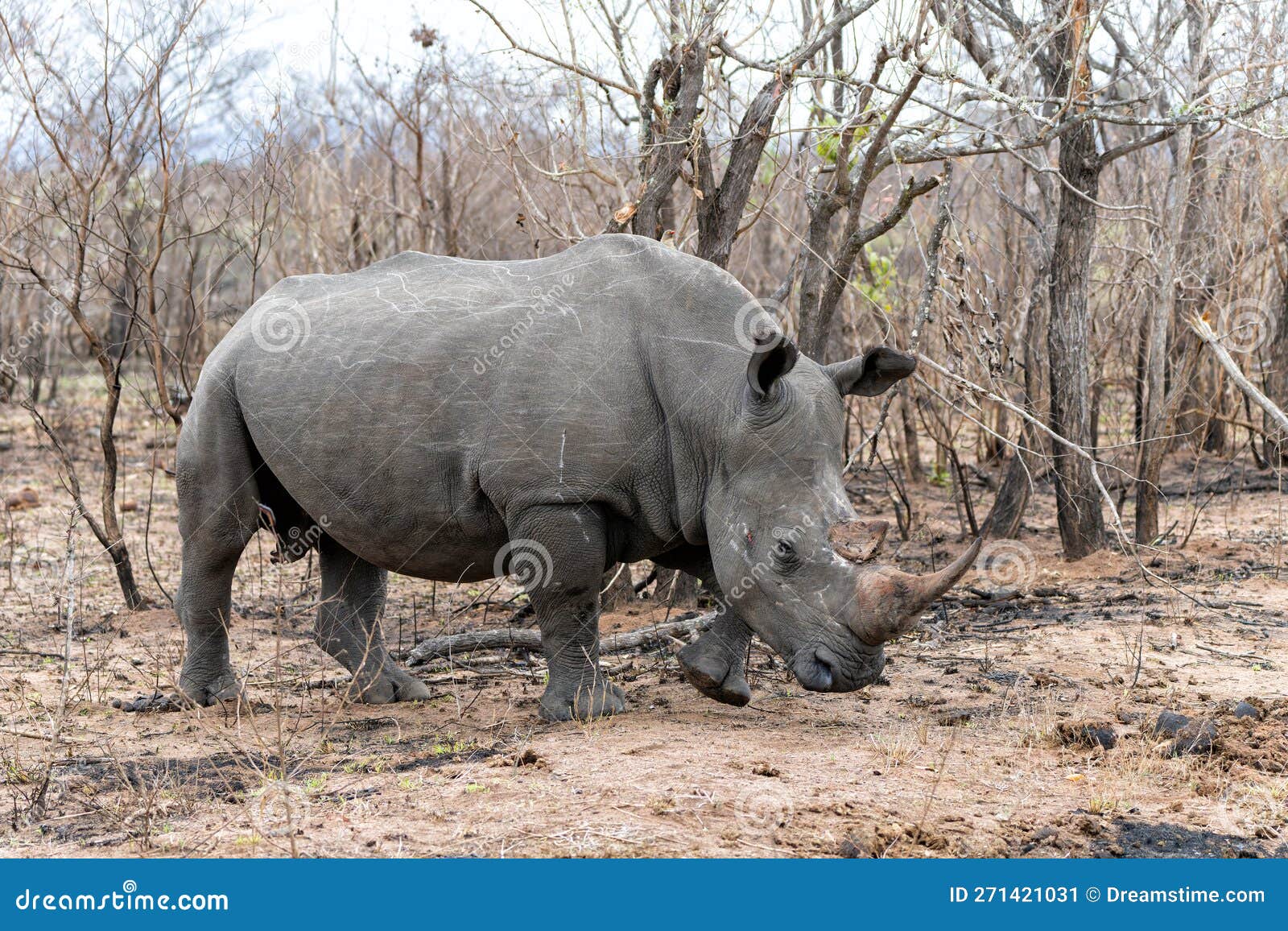 White Rhinoceros Bull in a Game Reserve Stock Image - Image of nature ...