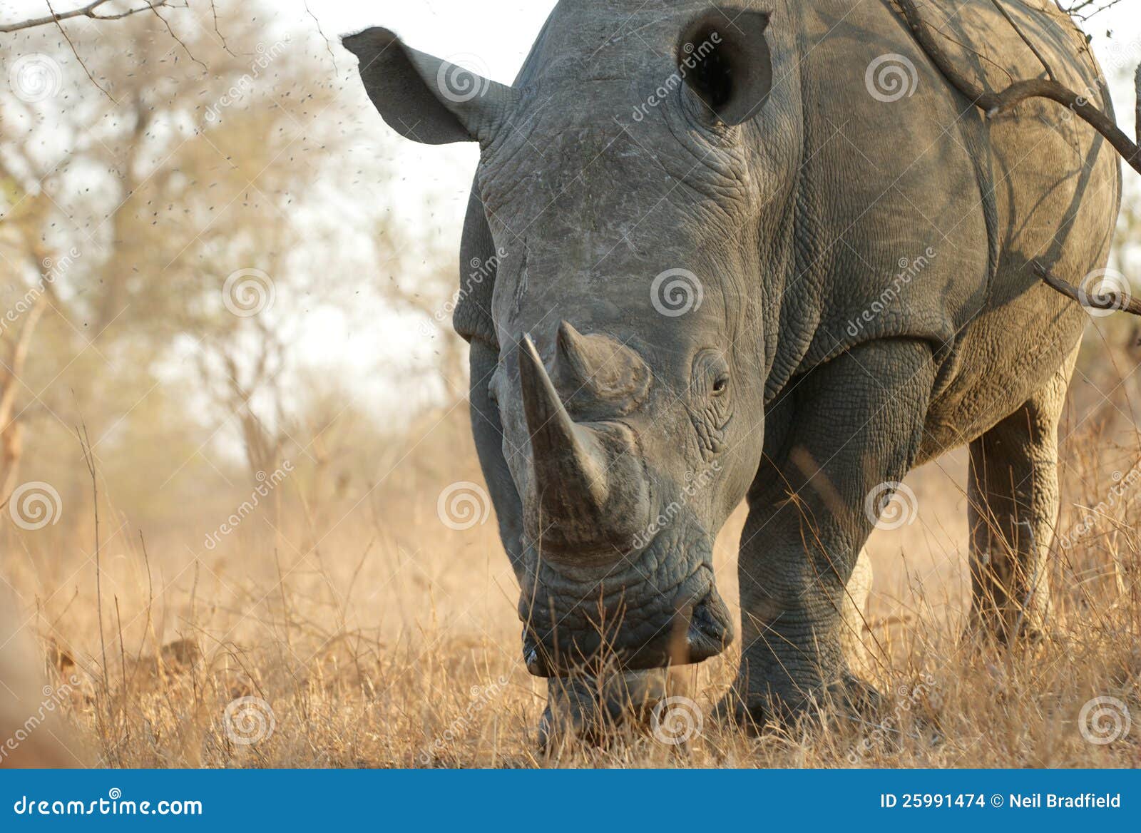 White Rhinoceros charge stock photo. Image of game, reserve - 25991474
