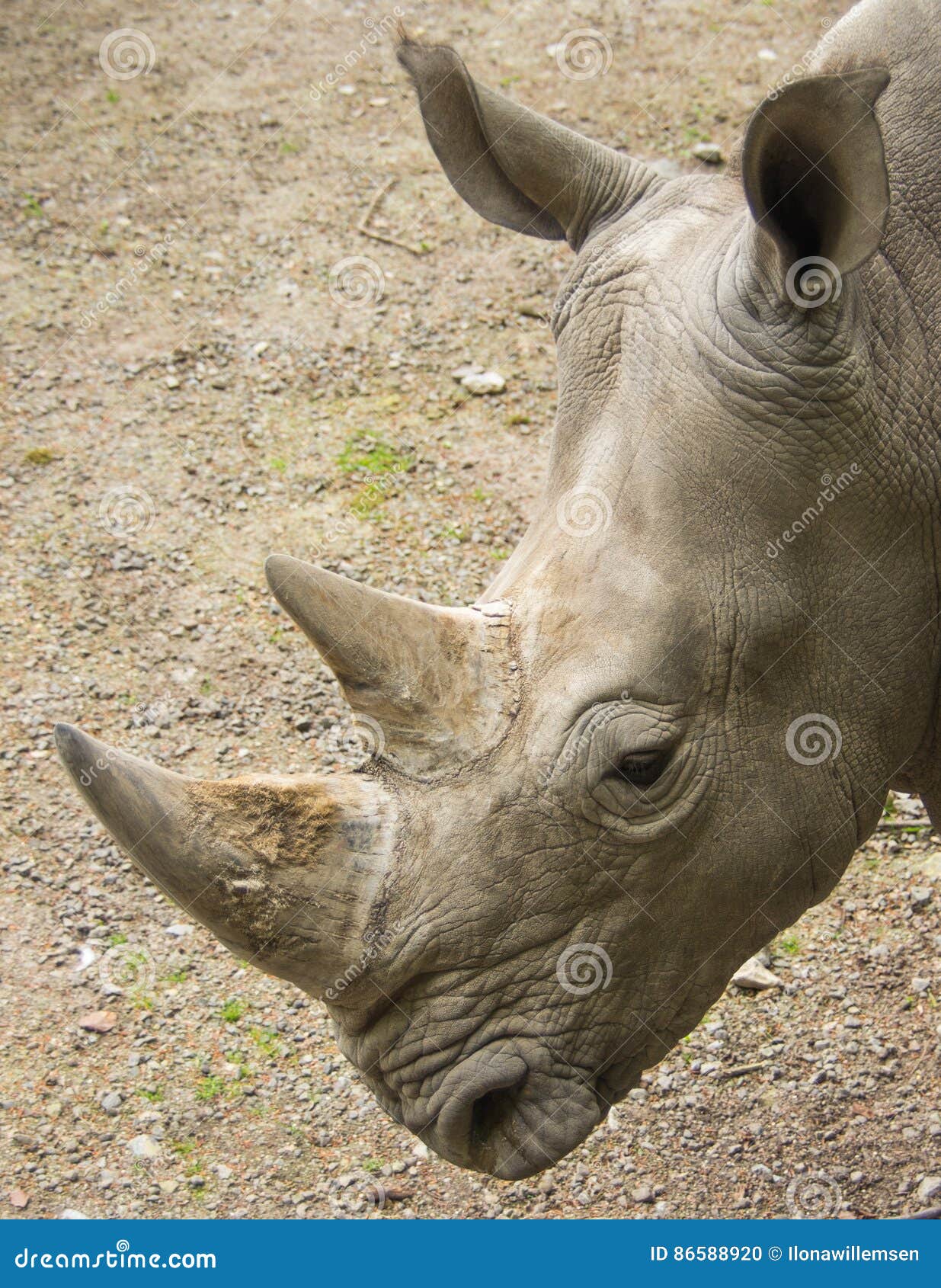 White Rhinoceros in Close-up Stock Photo - Image of horn, habitat: 86588920