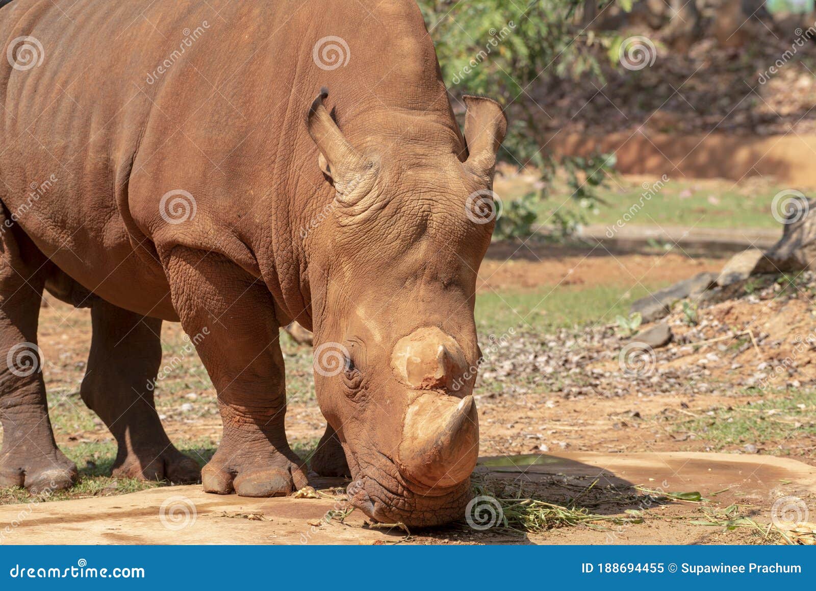 White Rhinoceros is Eating Food Stock Image - Image of africa, food ...