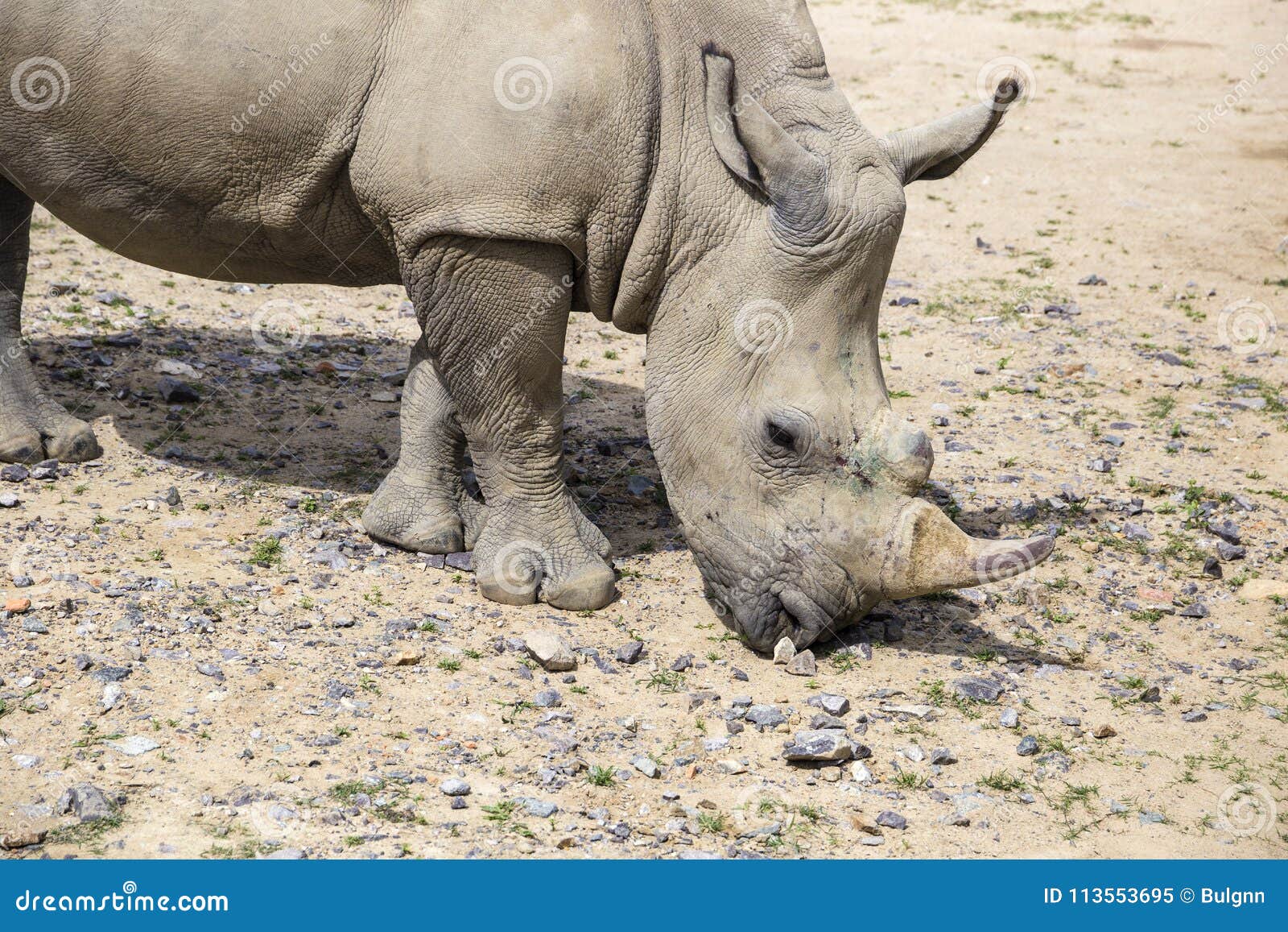 White Rhinoceros with Injuries Stock Image - Image of horned, injuries: 113553695