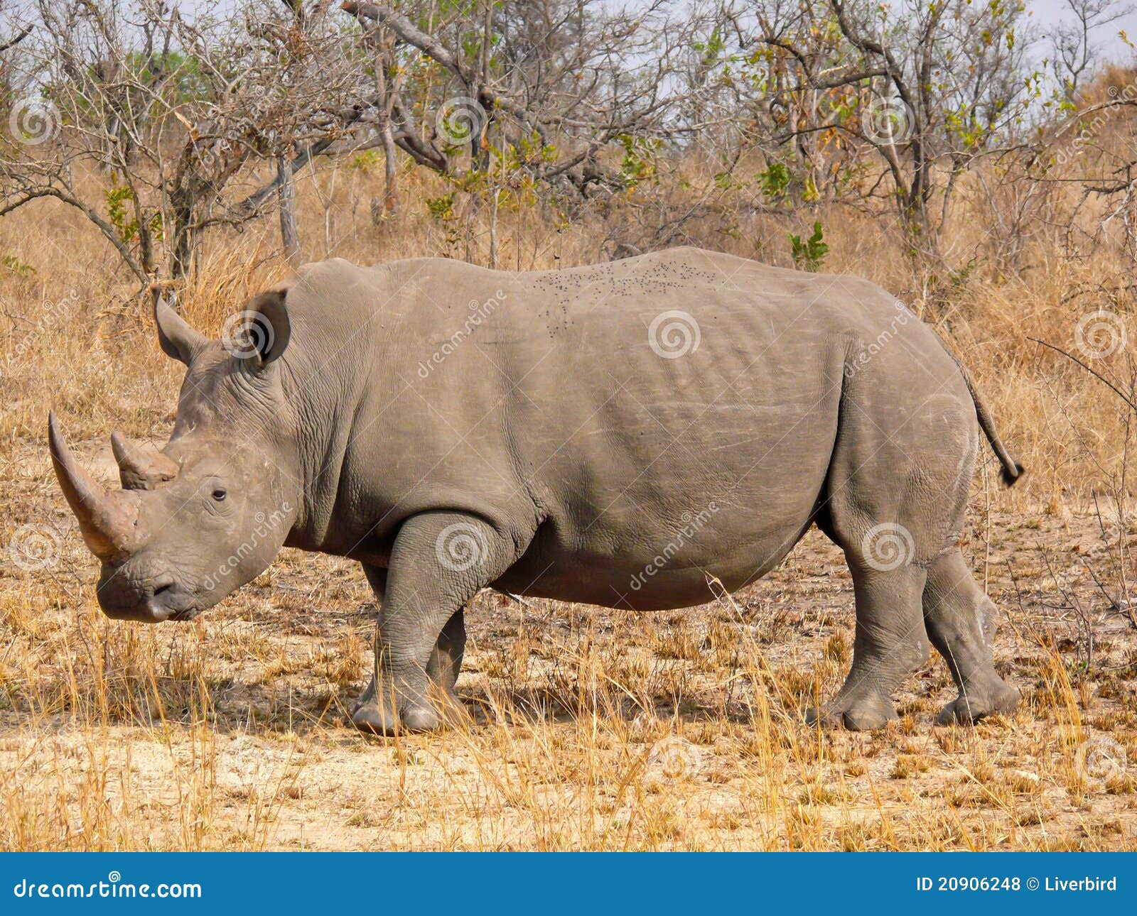 White Rhinoceros, South Africa Stock Photo - Image of africa, animal ...