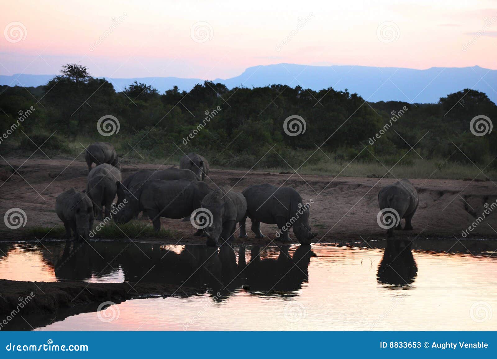 White Rhinoceros at Water Hole Stock Image - Image of rhinoceros ...