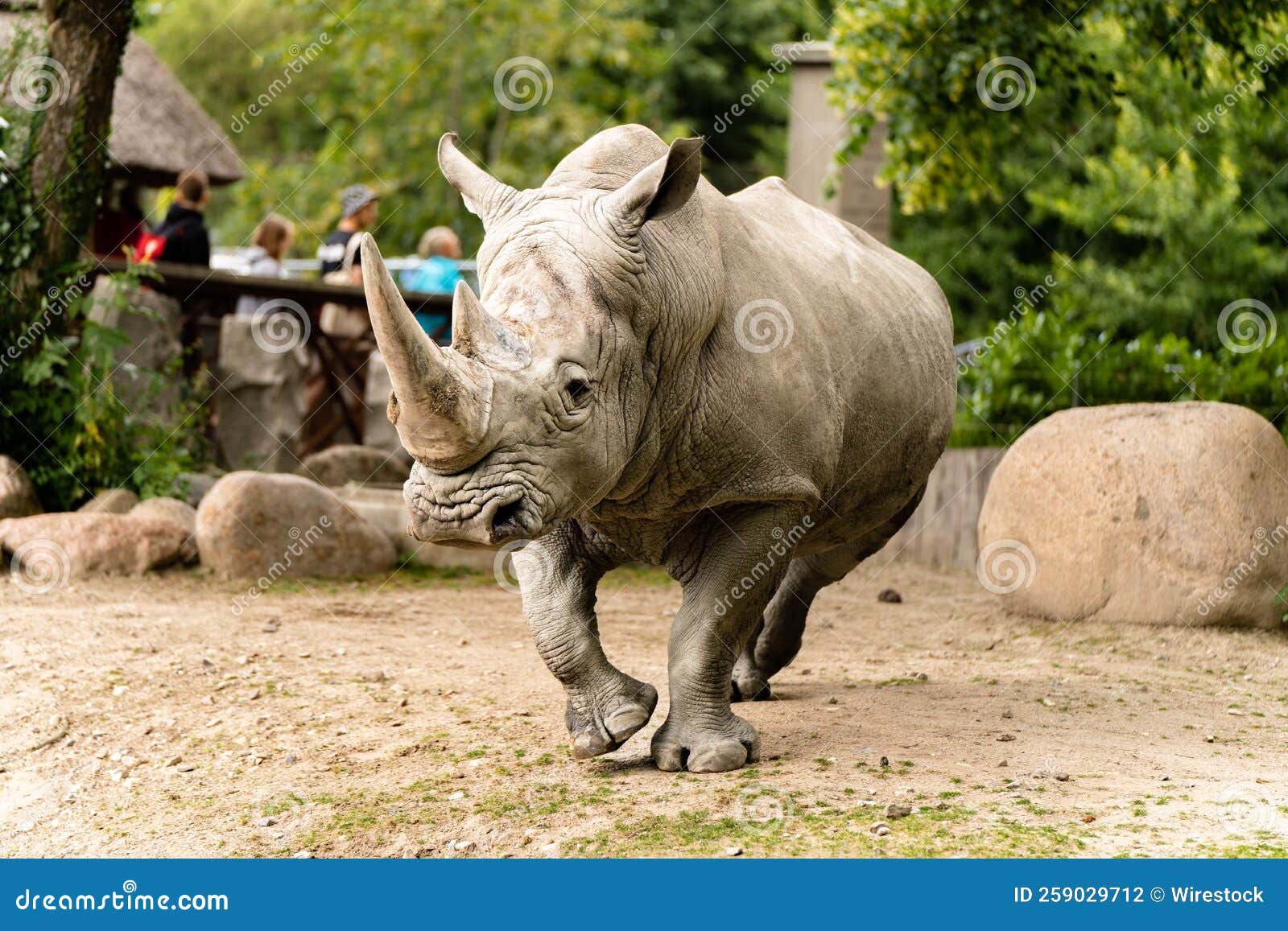 White Rhinoceros in the Zoo. Editorial Photography - Image of nature ...