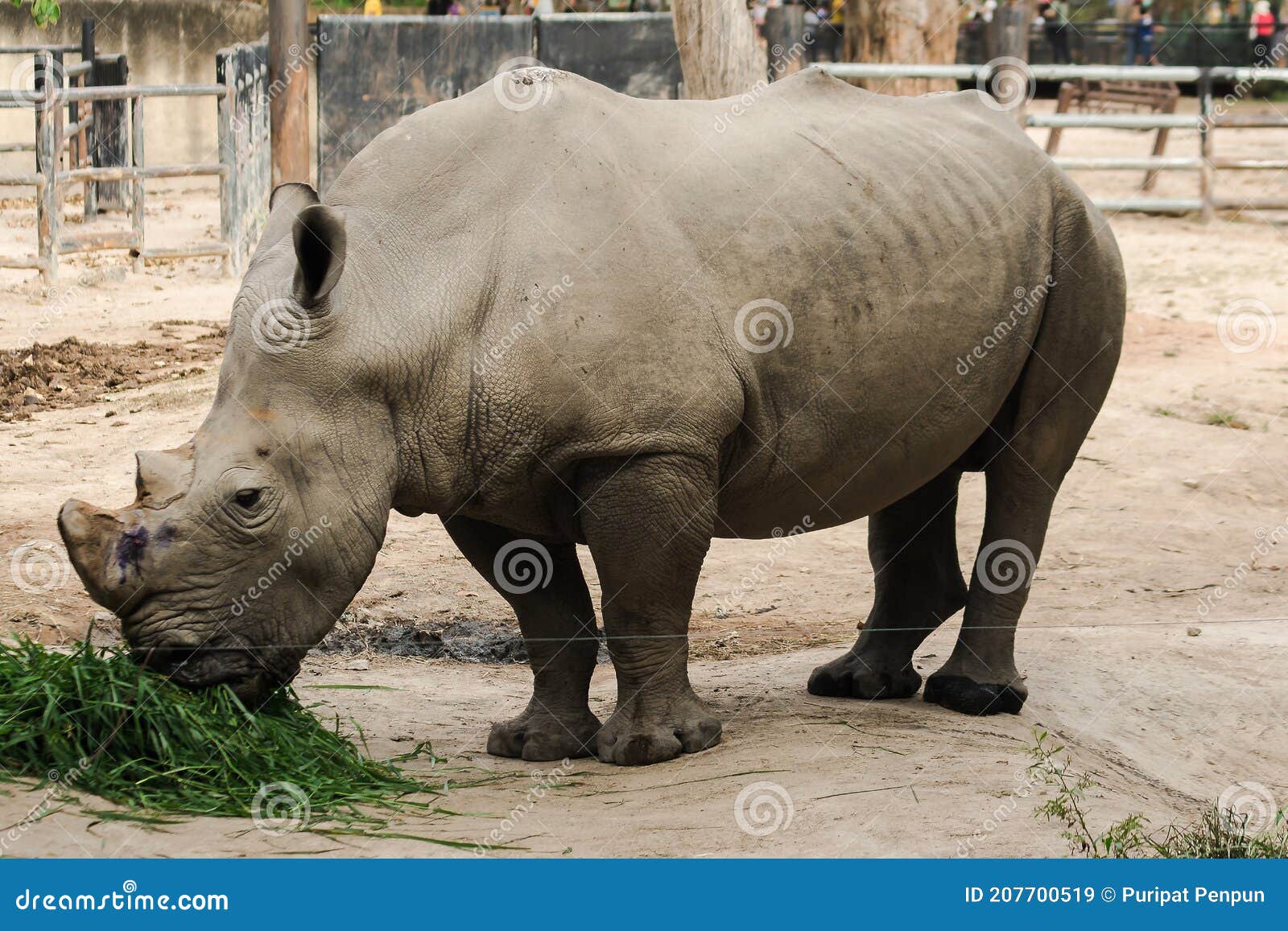 White Rhinoceros in the Zoo are Eating Grass Stock Image - Image of ...