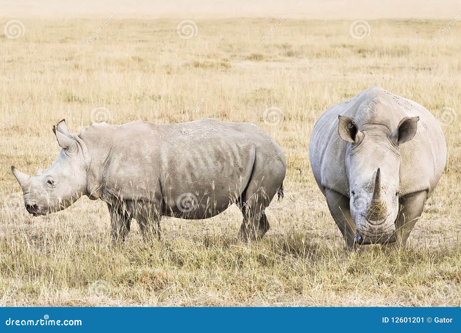 White Rhinoceroses stock image. Image of square, rhinoceros - 12601201