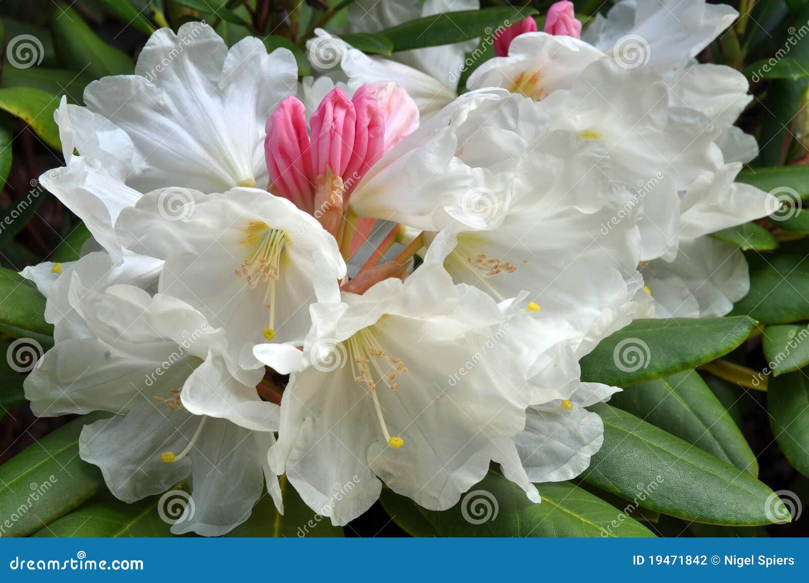 White Rhododendron Flowers in Spring Stock Photo - Image of stamen ...