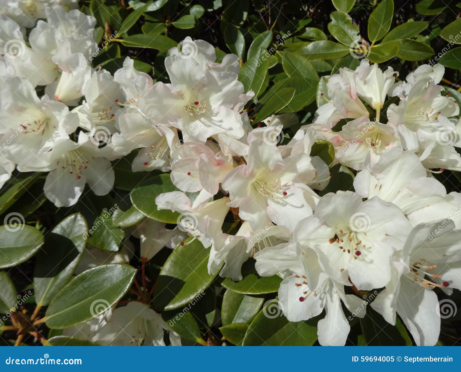 White Rhododendron stock image. Image of habitat, america - 59694005