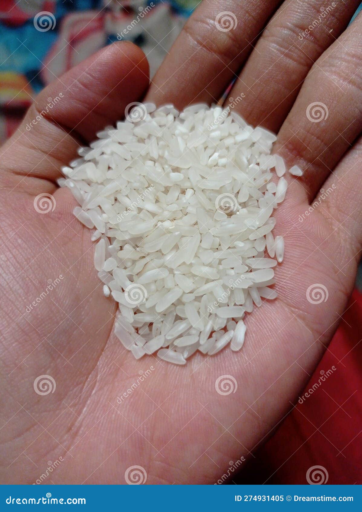 This is a White Rice that Comes from Rice Plants Stock Image - Image of ...