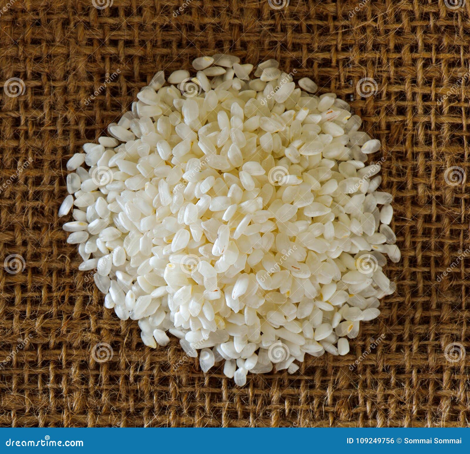 Rice grain stock photo. Image of organic, agriculture - 109249756