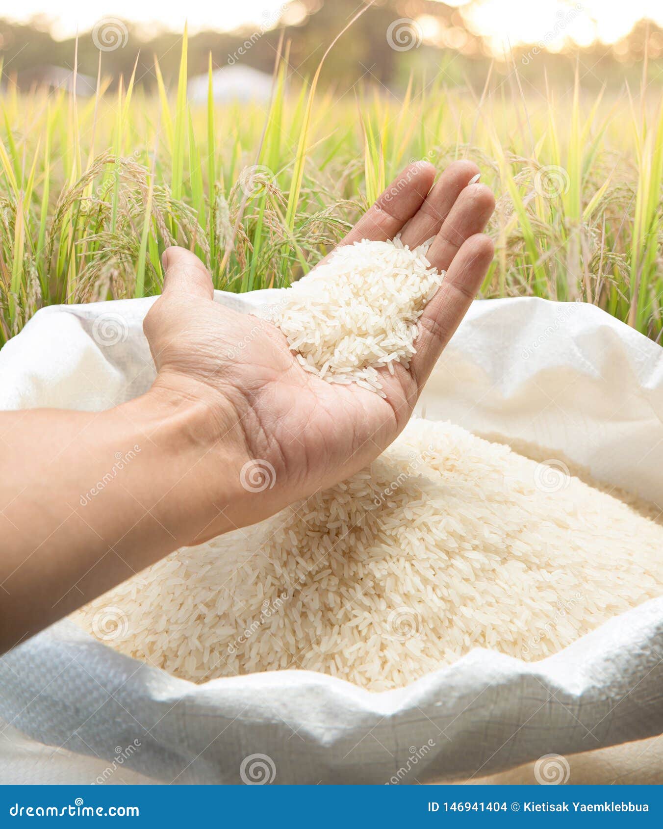 White Rice in Hand at Rice Field - Stock Image Stock Photo - Image of ...
