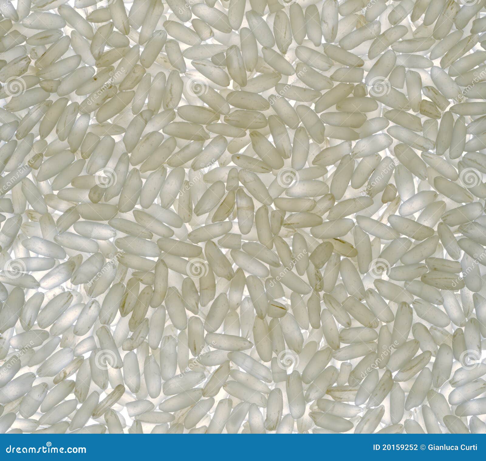 White Rice High Resolution Backlit Close-up Stock Photo - Image of ...