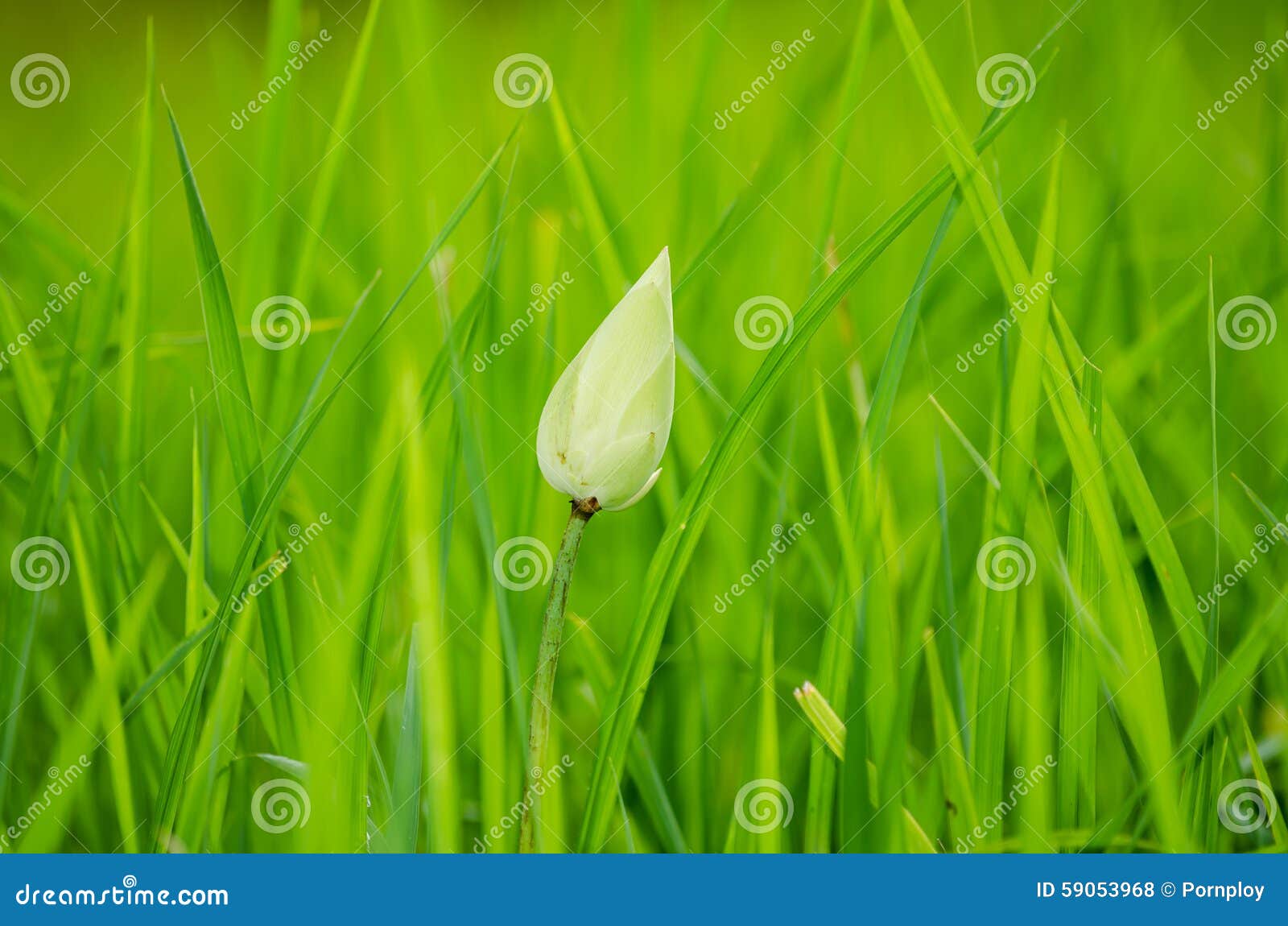 White Rice in Lotus Leaf Green Stock Photo - Image of grass, green ...
