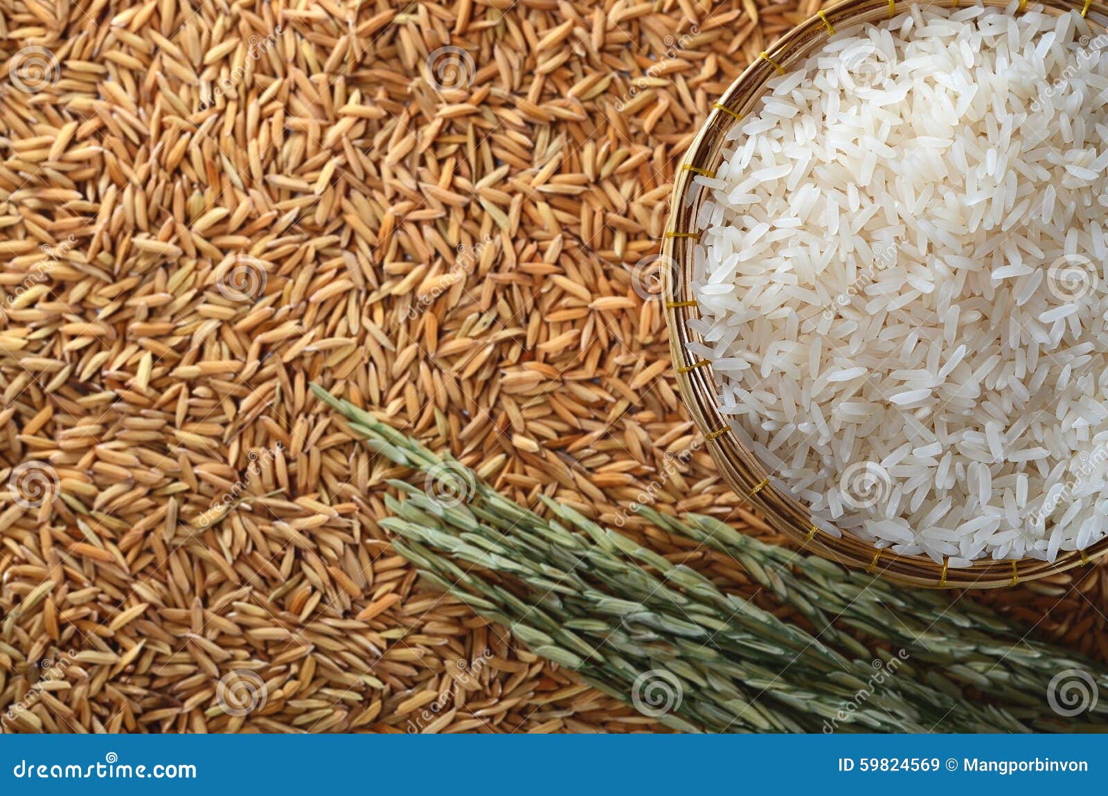 White rice and paddy stock image. Image of burlap, cultivation - 59824569