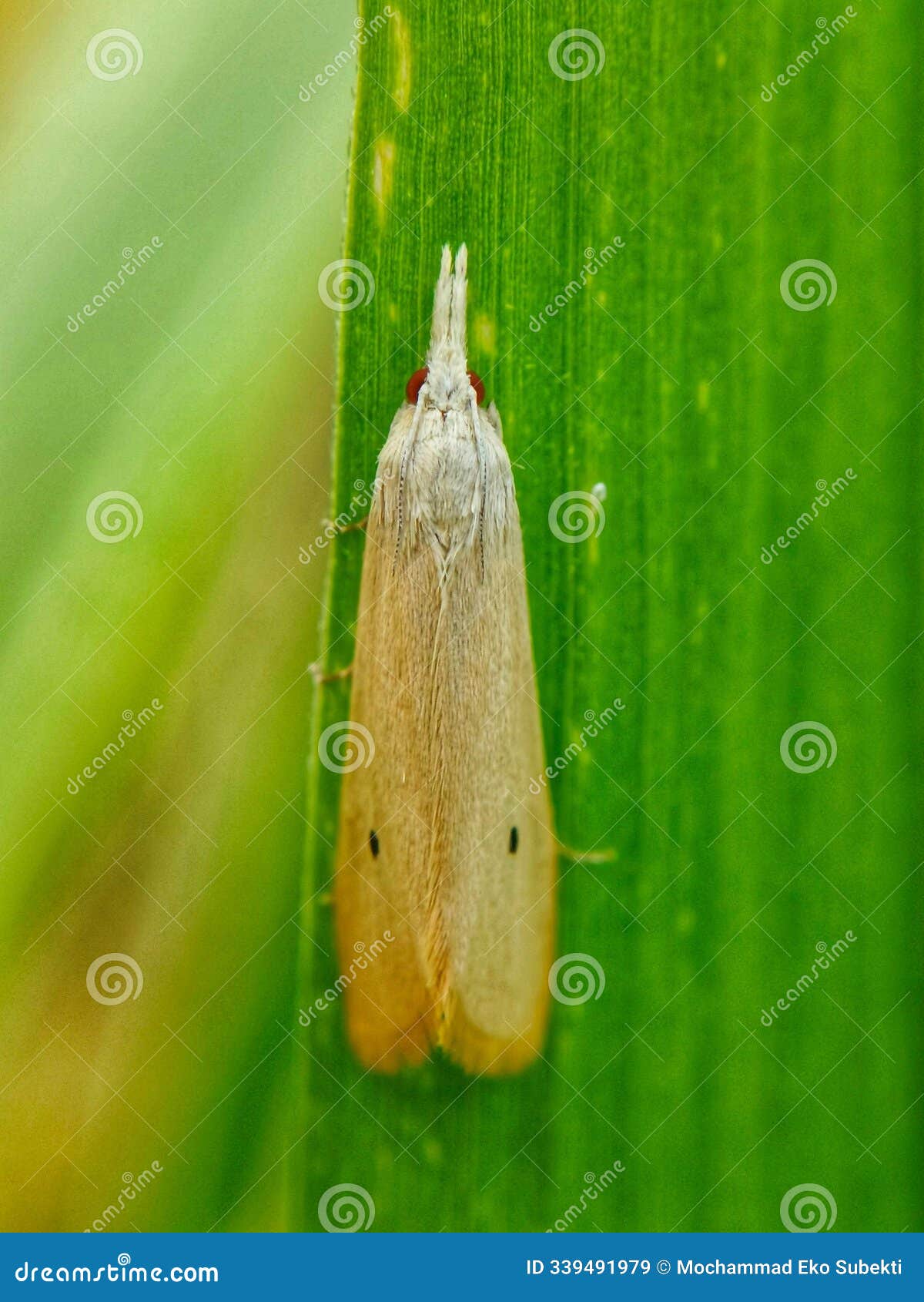 White rice stem borer moth stock image. Image of rice - 339491979