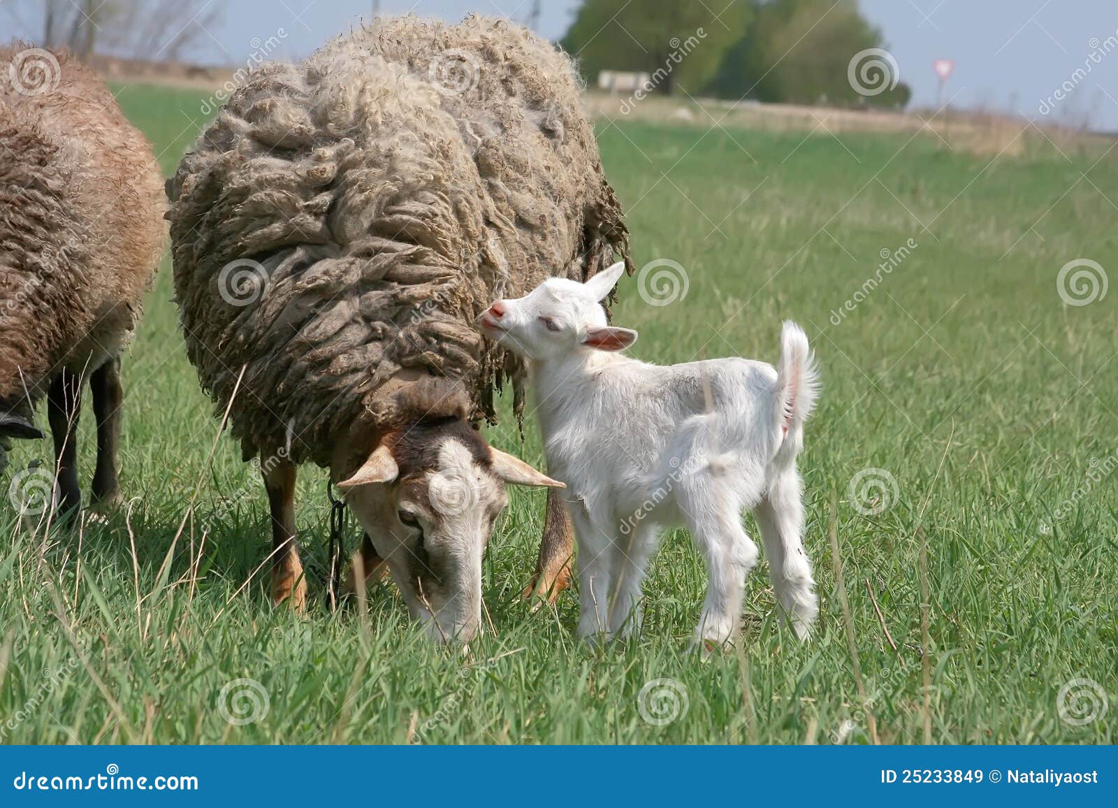 190 Nice Sheep Goats Stock Photos - Free & Royalty-Free Stock Photos ...