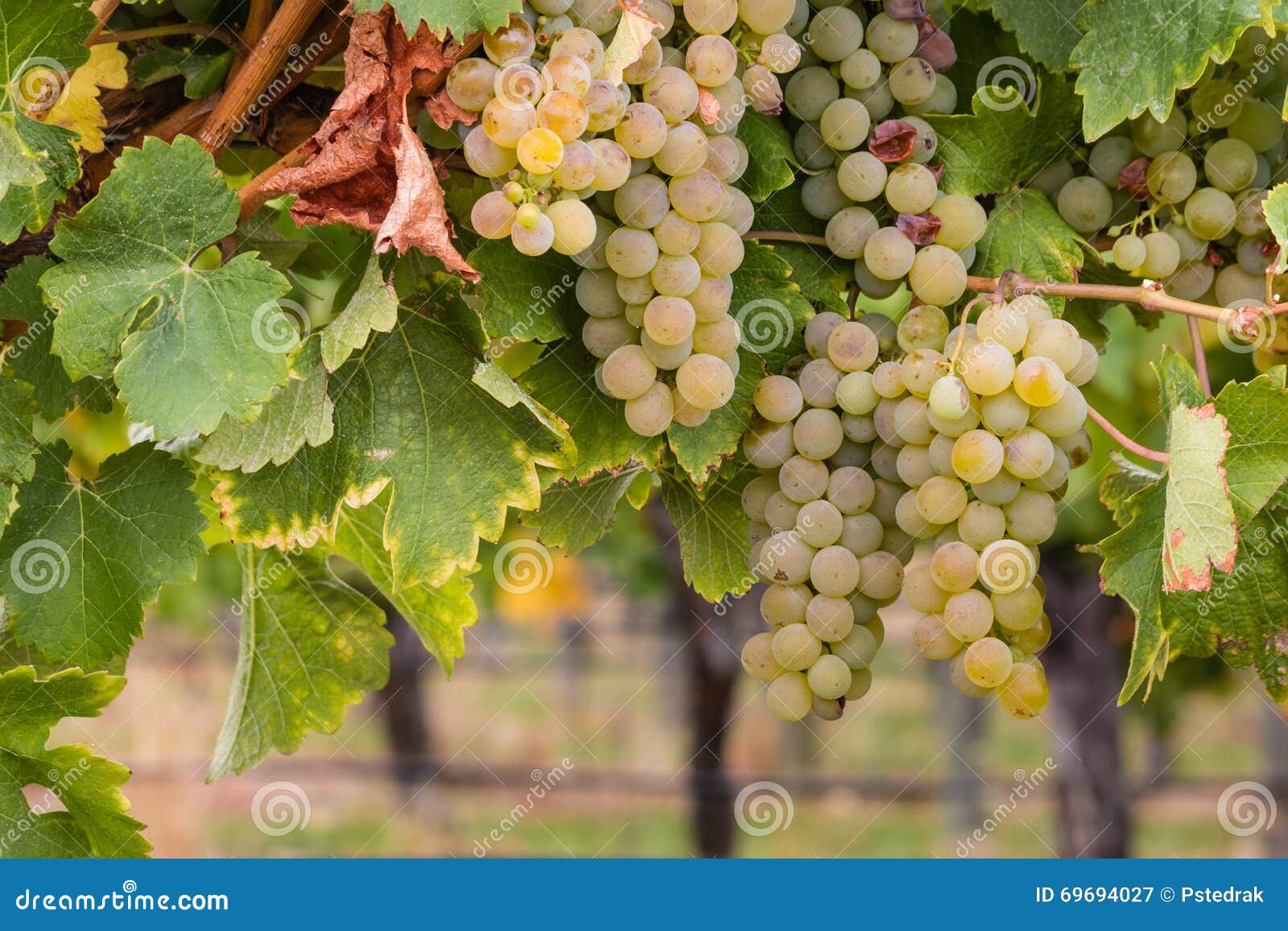 White Riesling Grapes on Vine Stock Image - Image of vine, sauvignon ...