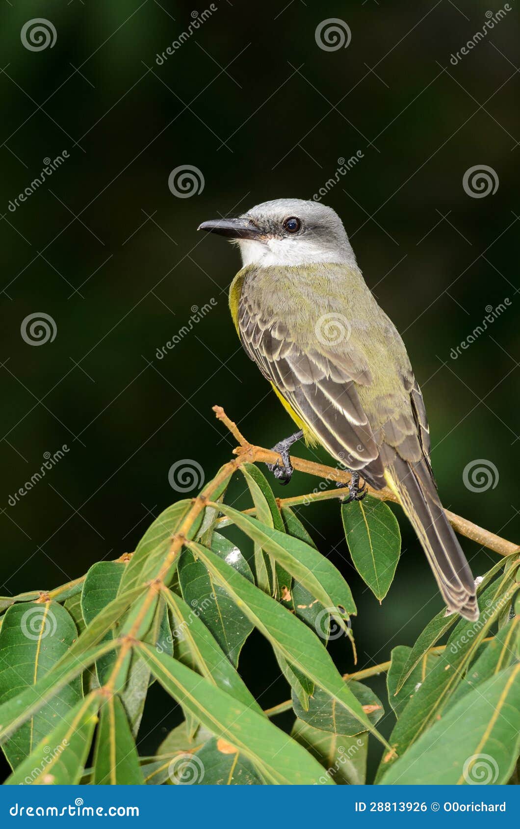 White-ringed Flycatcher (Conopias Albovittatus) Stock Photo - Image of ...