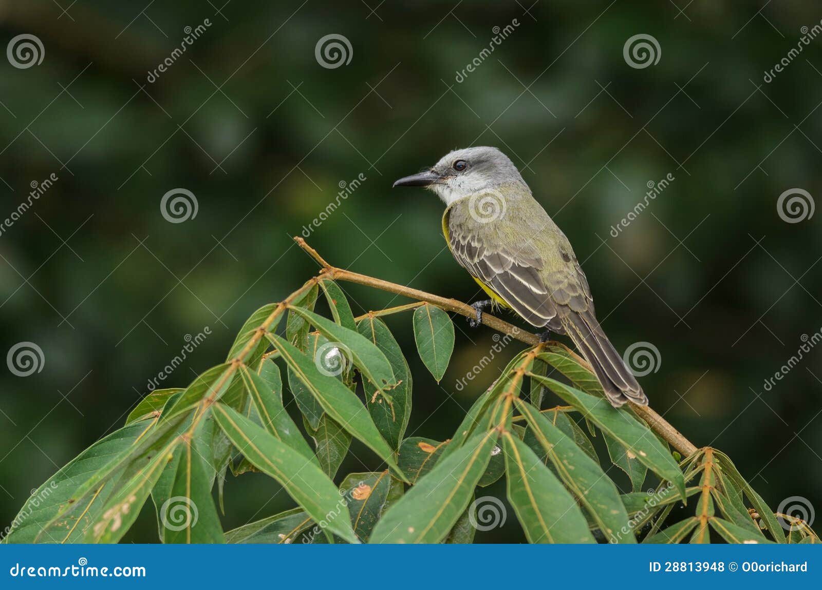 White-ringed Flycatcher (Conopias Albovittatus) Stock Photo - Image of ...