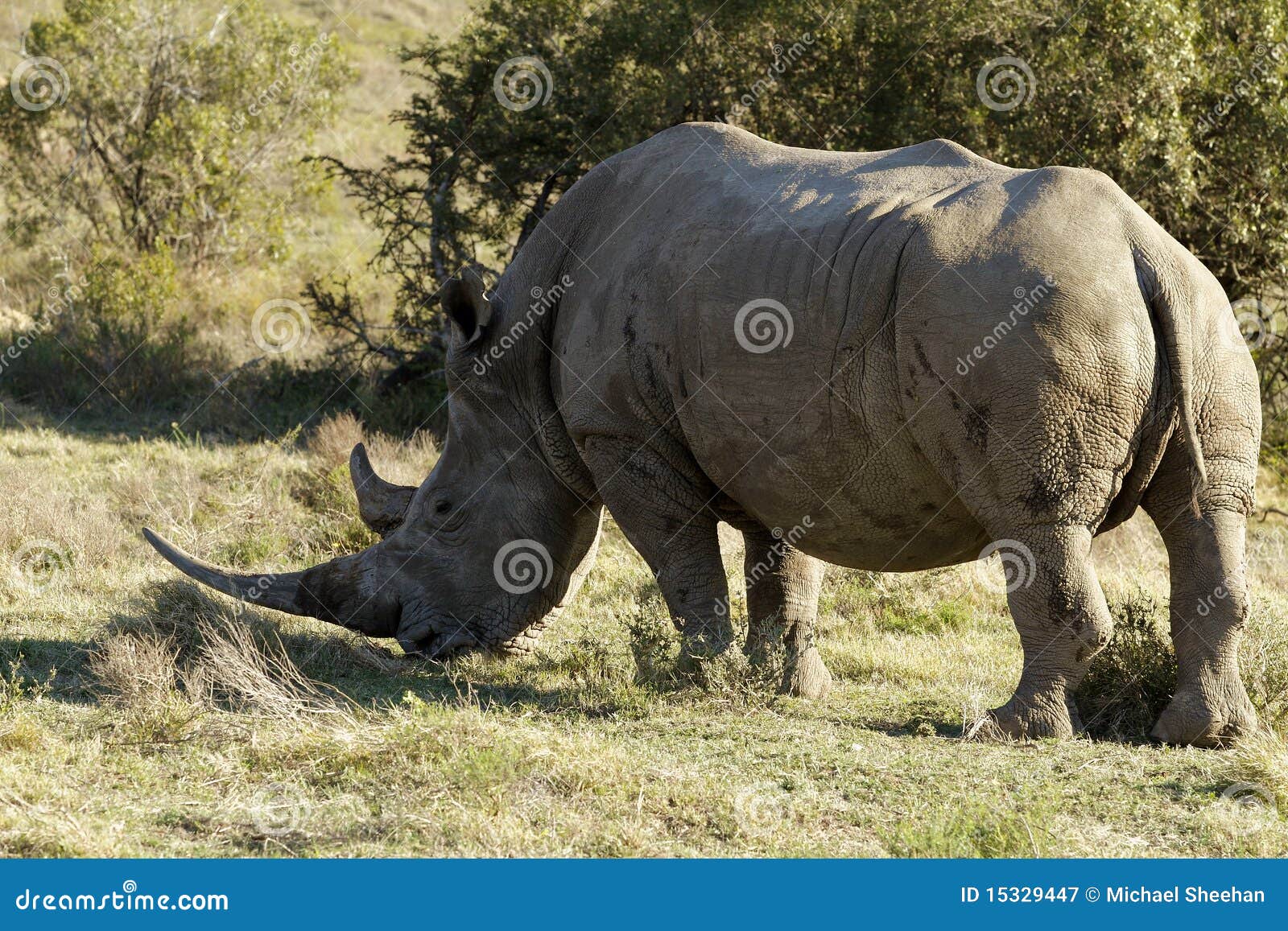 White Rino Eating Some Grass Stock Image - Image of alert, mammal: 15329447