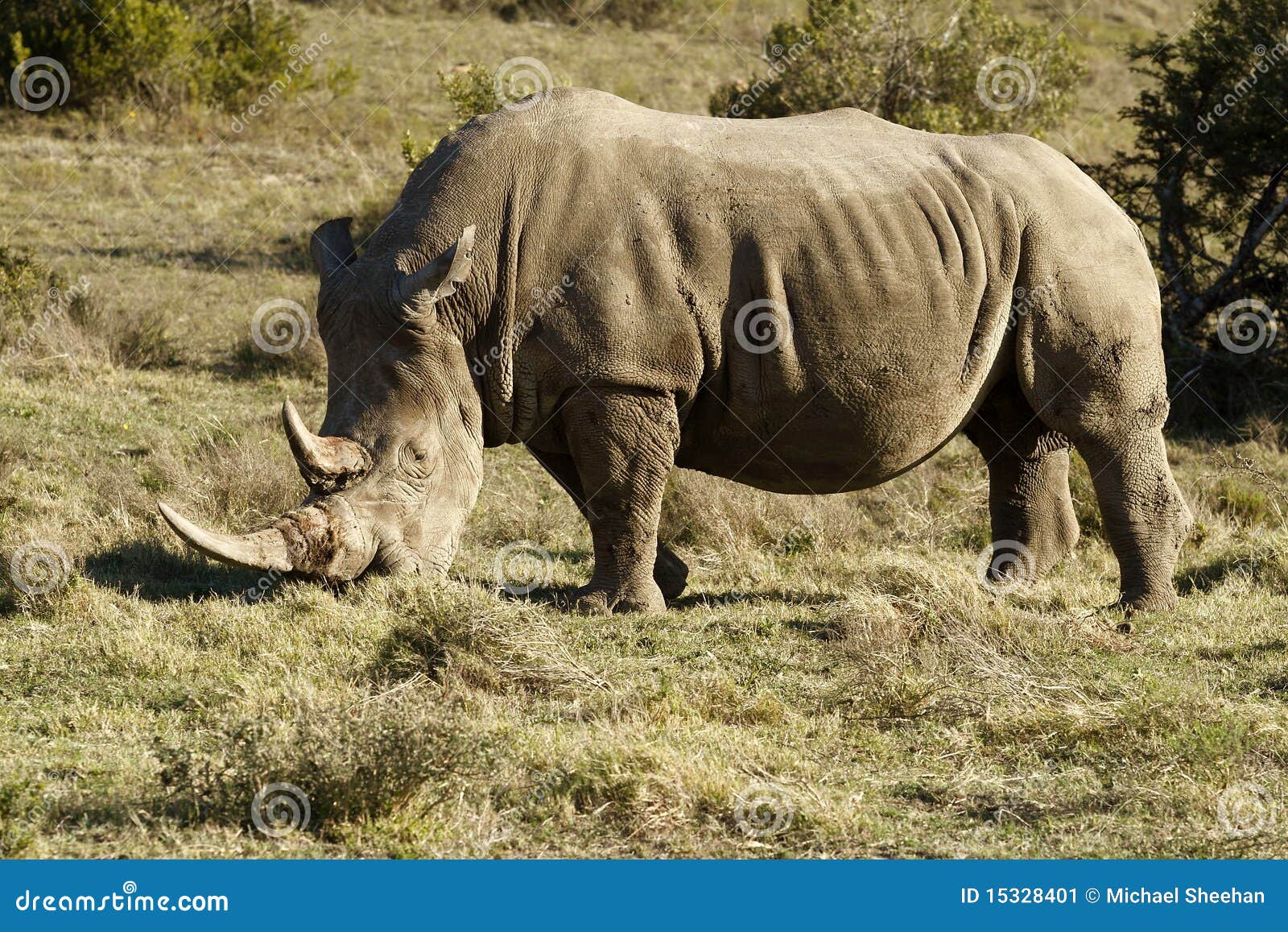 White Rino grazing stock image. Image of robust, five - 15328401