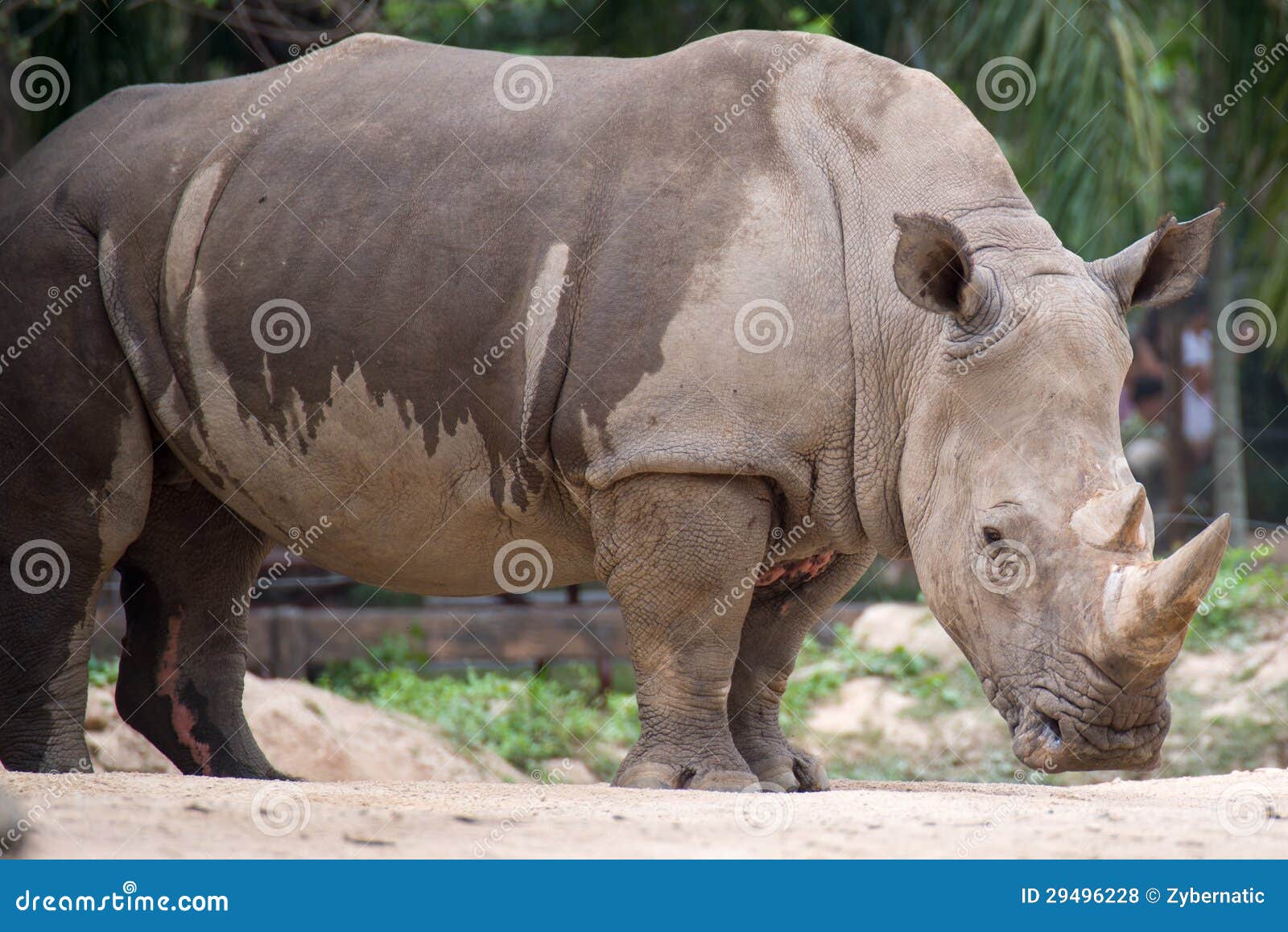 White Rinos Photos - Free & Royalty-Free Stock Photos from Dreamstime