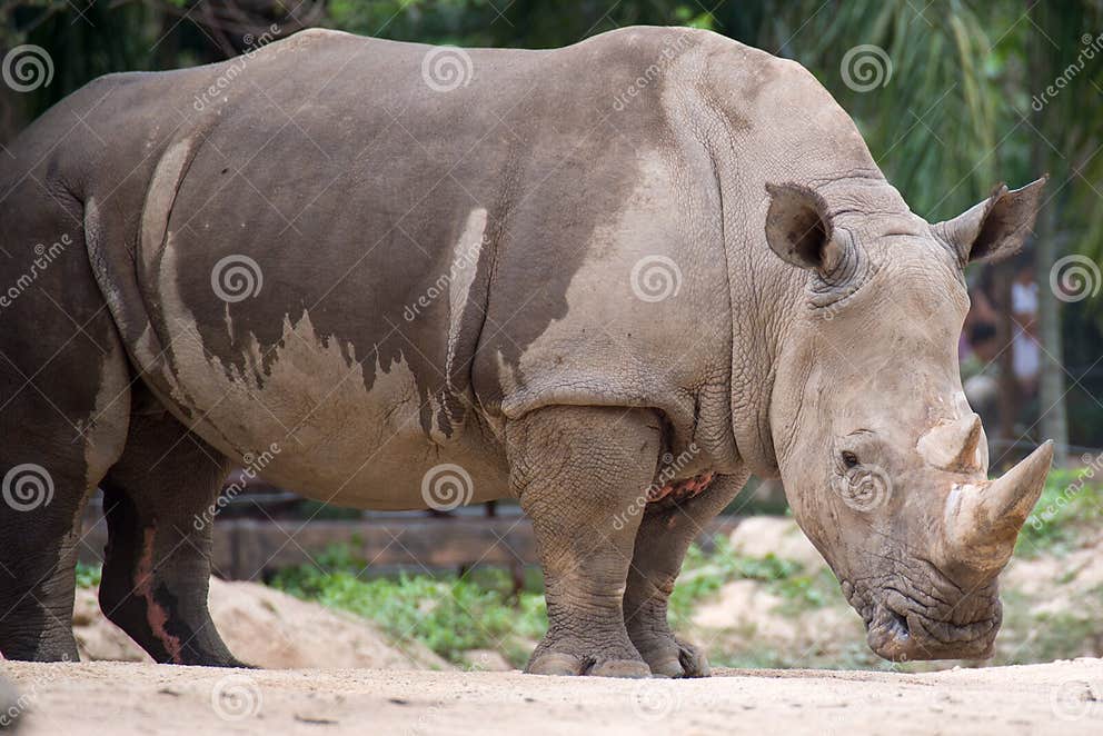 White Rinos stock photo. Image of mammals, rhinoceros - 29496228