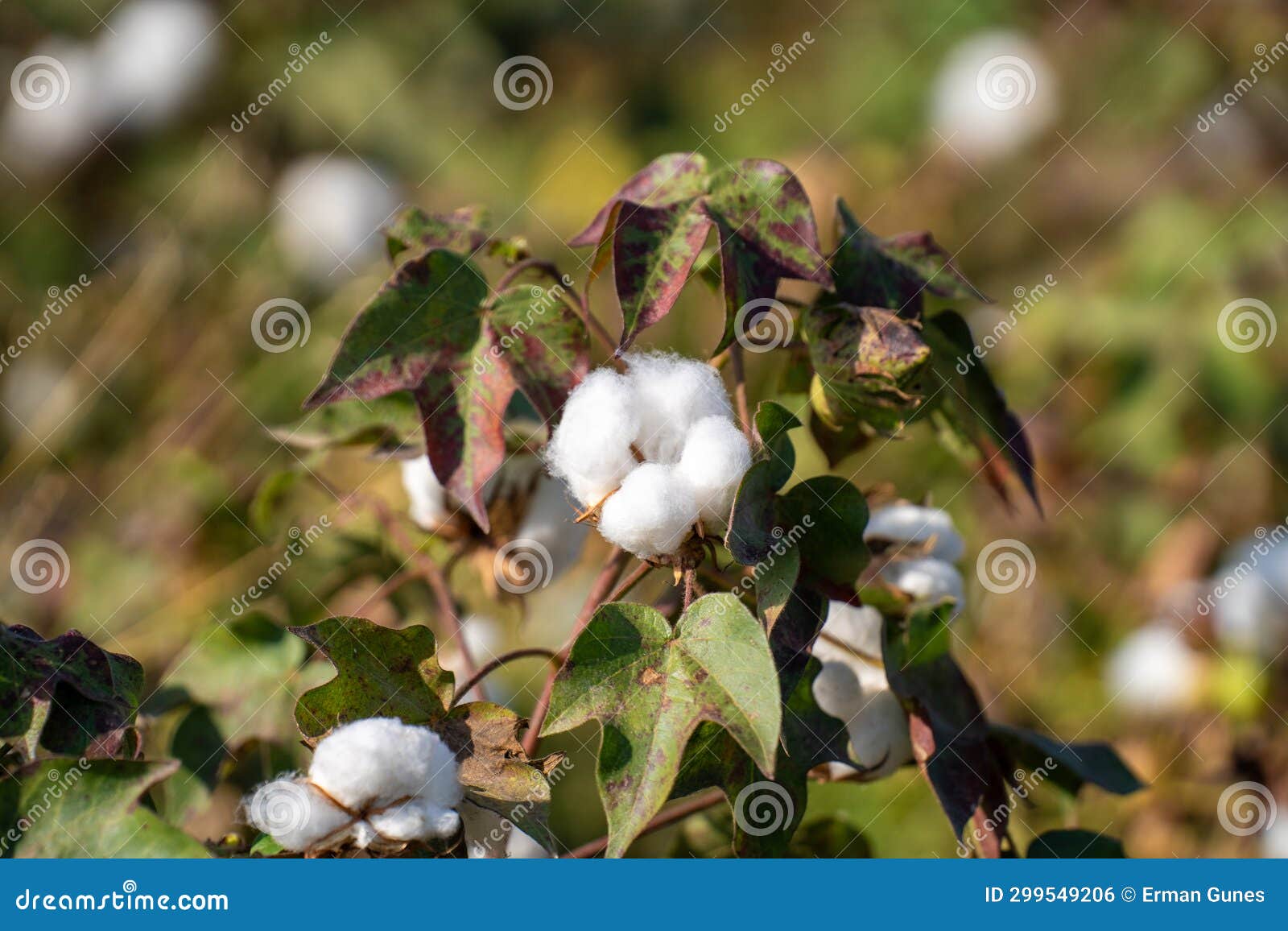 White Ripe Cotton Crop Plants Rows in the Cotton Field Stock Photo ...