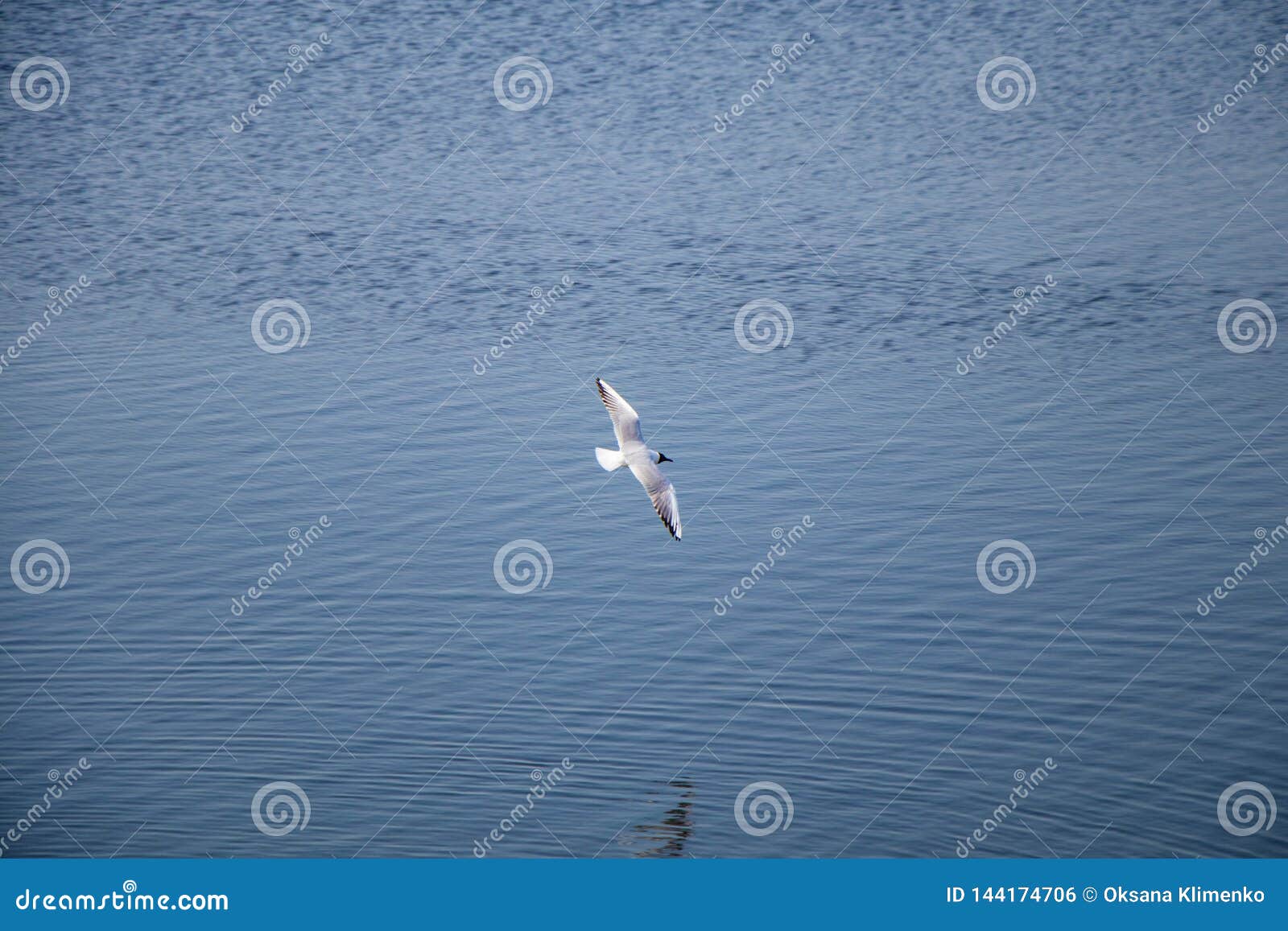 White River Gull Flying Over the Water. Stock Photo - Image of broccoli ...