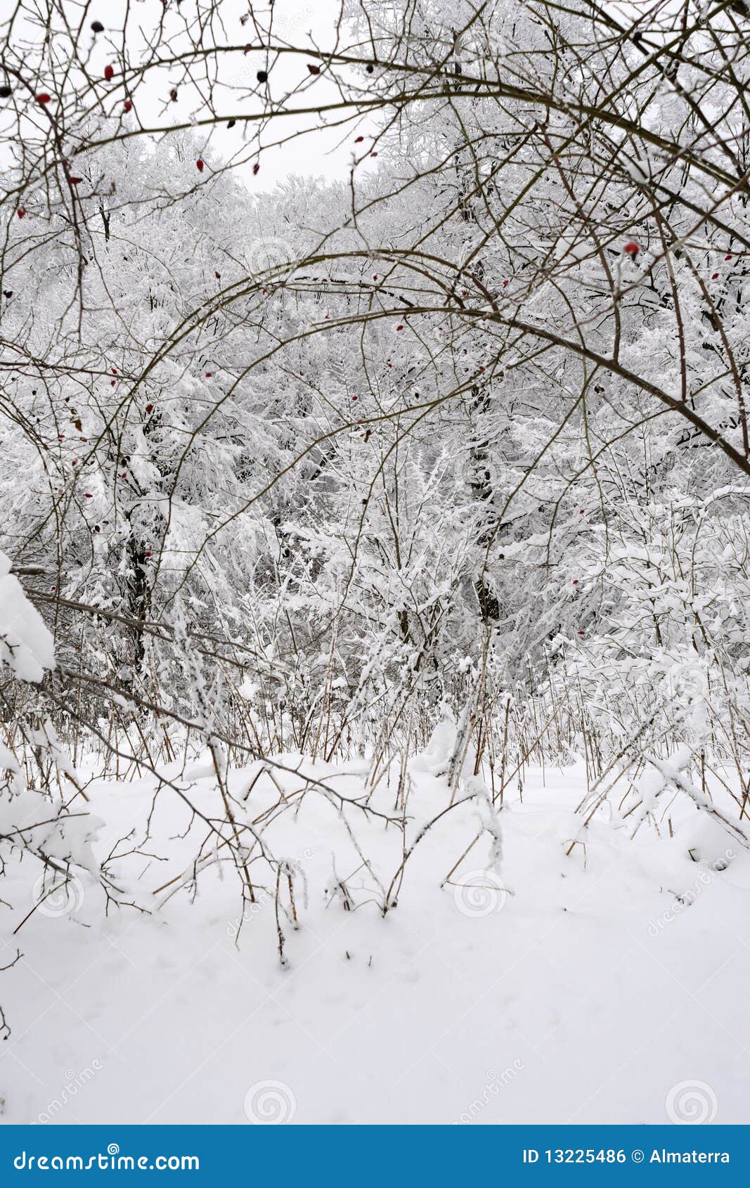 White Road and Trees in Winter Season Stock Photo - Image of purity ...