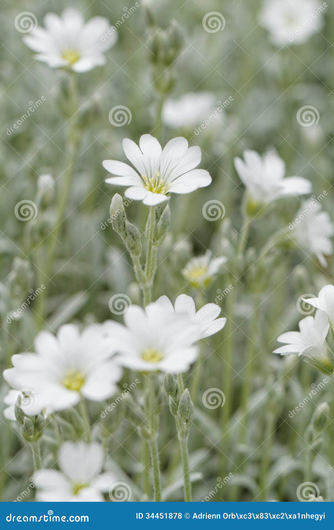 White rock flower stock photo. Image of herbaceous, nature - 34451878