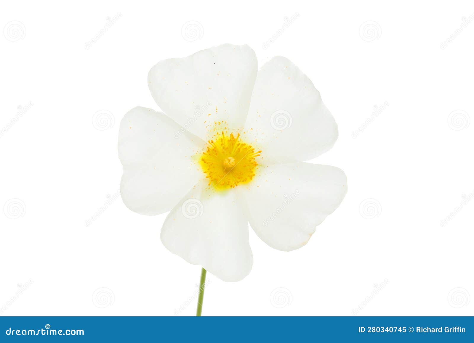 White rock rose stock image. Image of isolated, bloom - 280340745