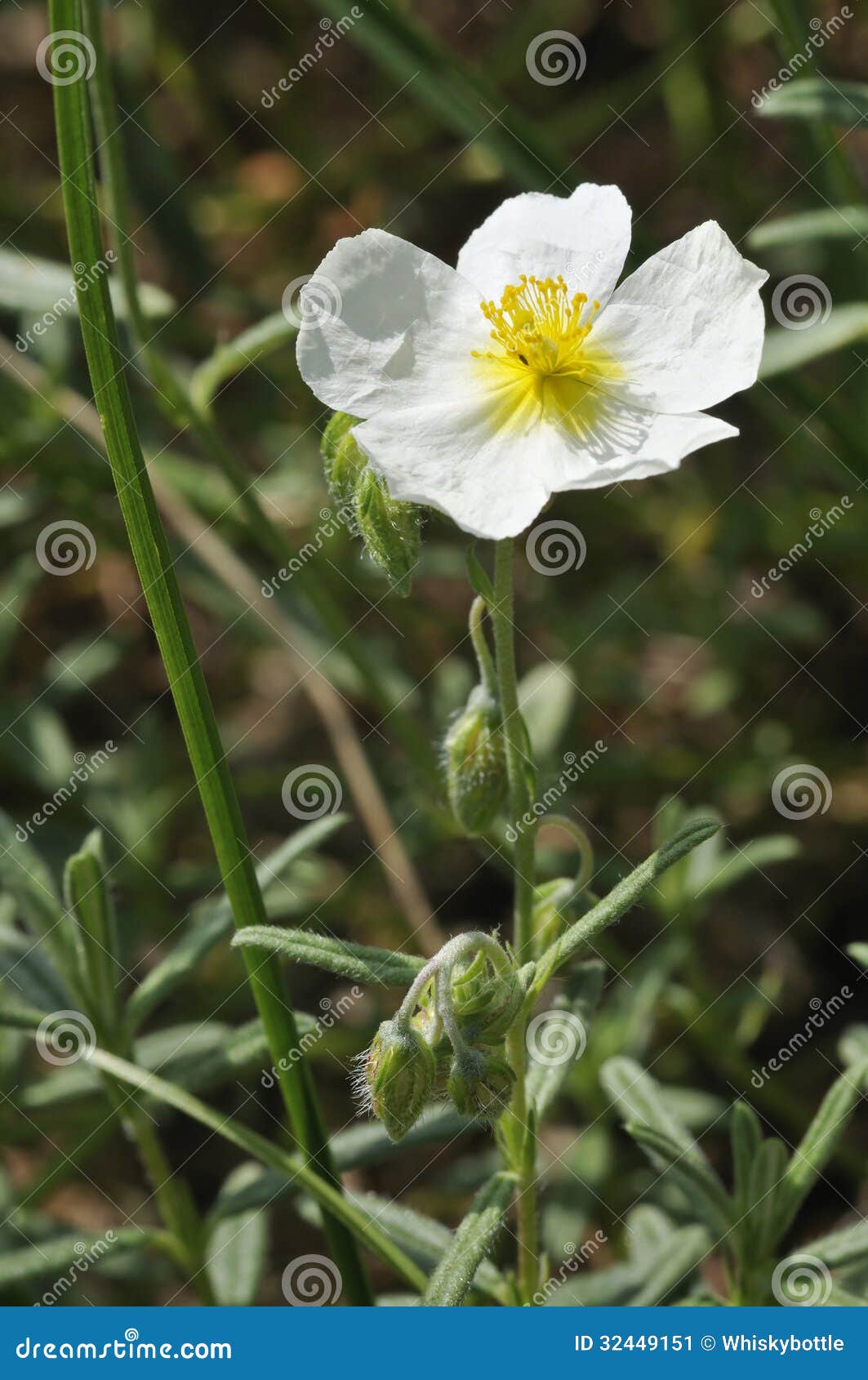 White Rock-rose stock image. Image of flower, helianthemum - 32449151