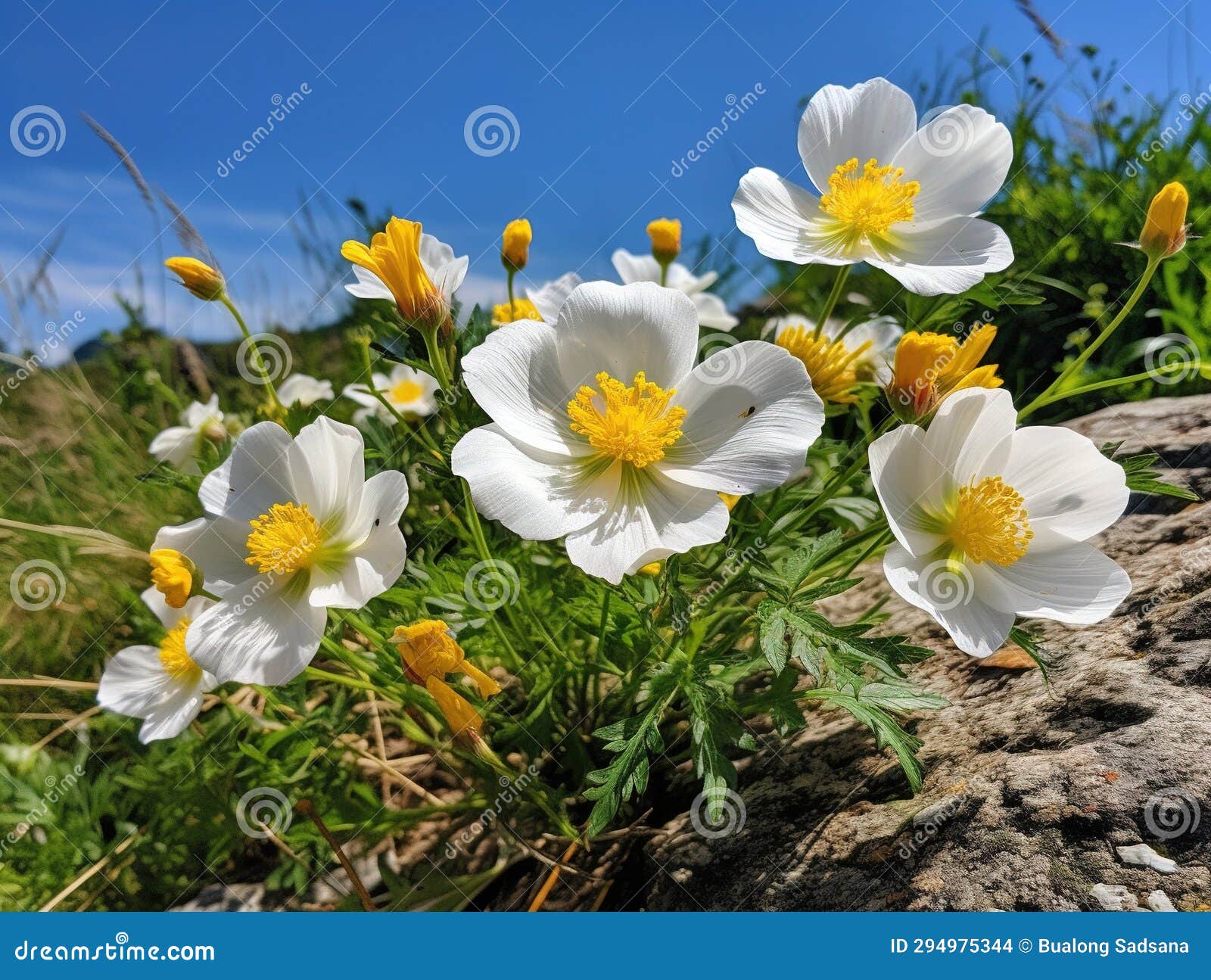 White Rock Rose Made with Generative AI Illustration Stock Illustration ...