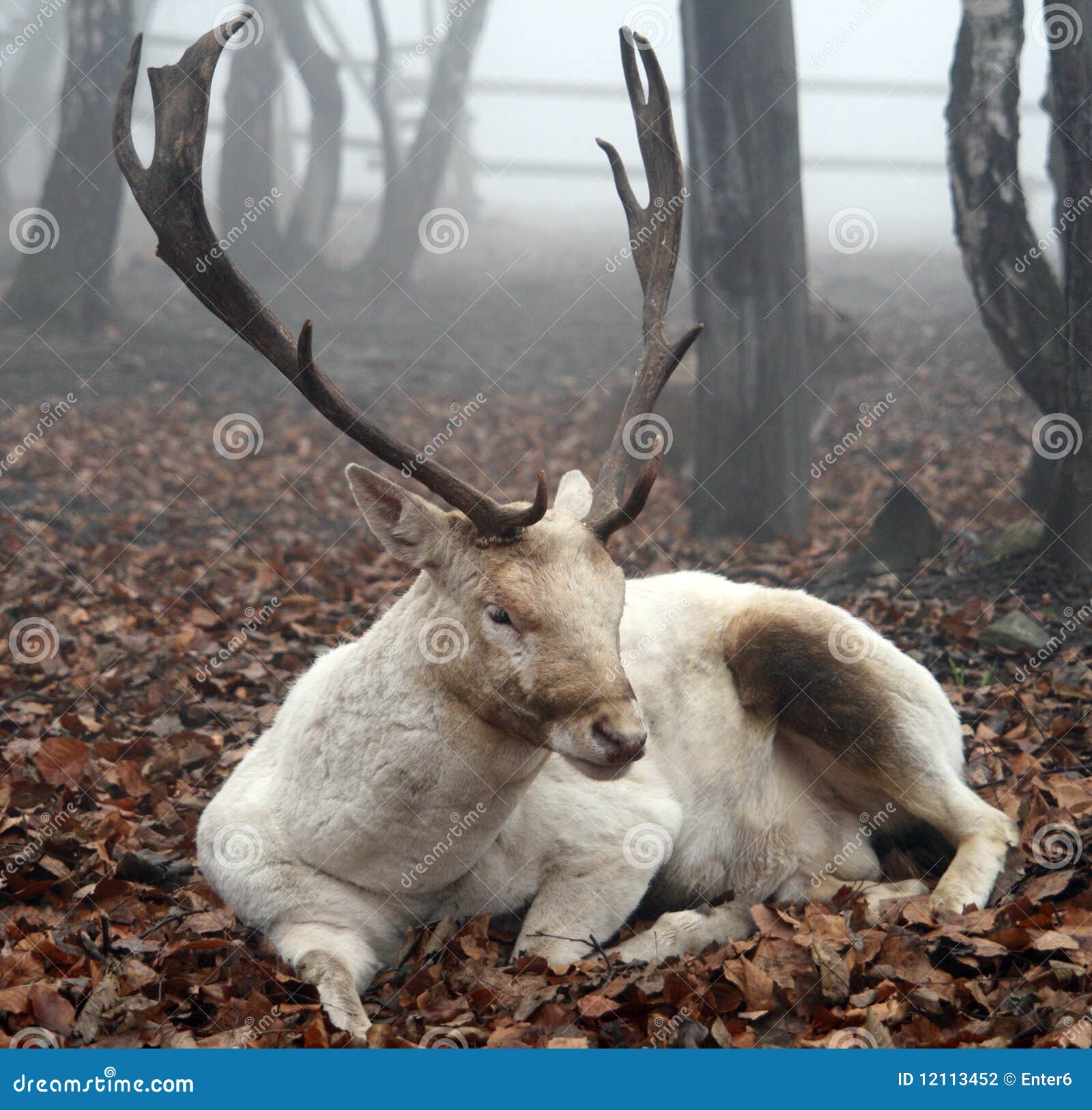 White roe deer stock photo. Image of tree, single, mammal - 12113452