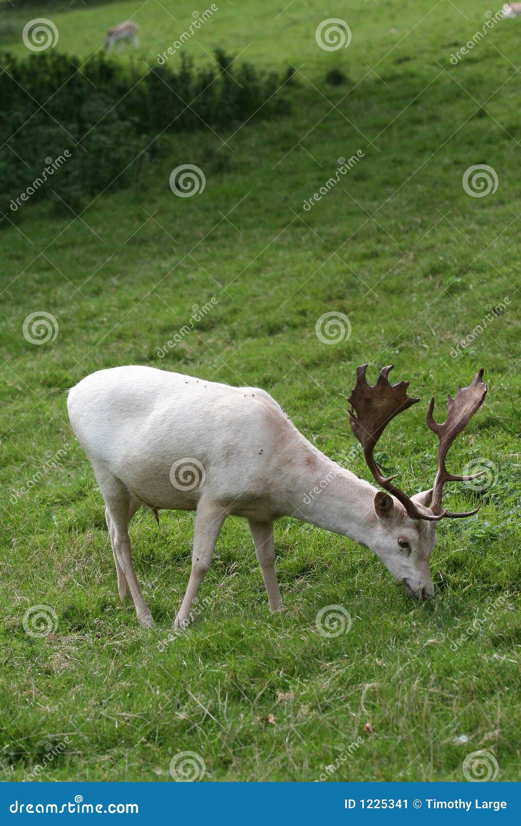 White roe deer stock image. Image of young, antlers, horns - 1225341