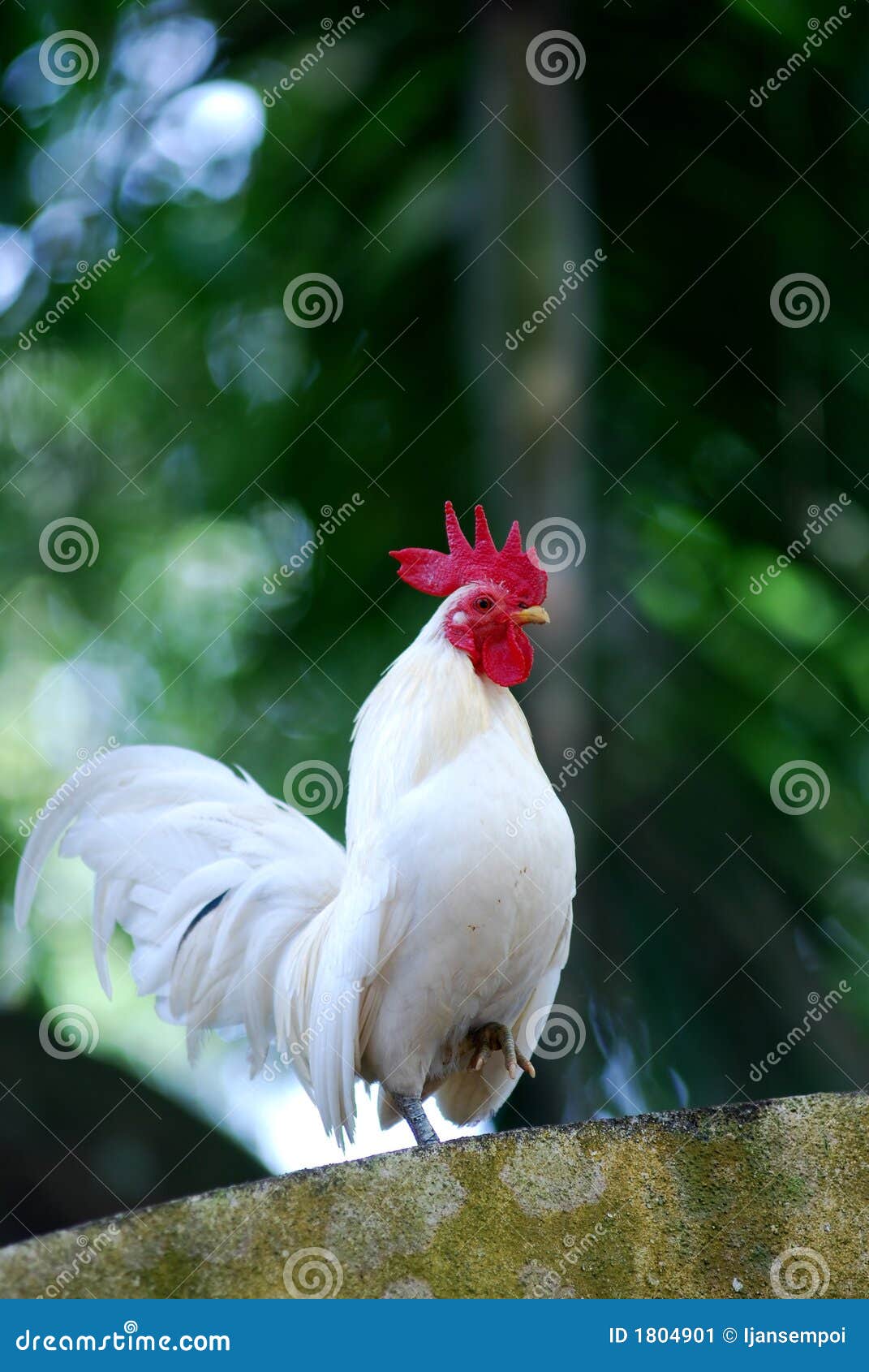 White rooster stock image. Image of chicken, chick, colors - 1804901